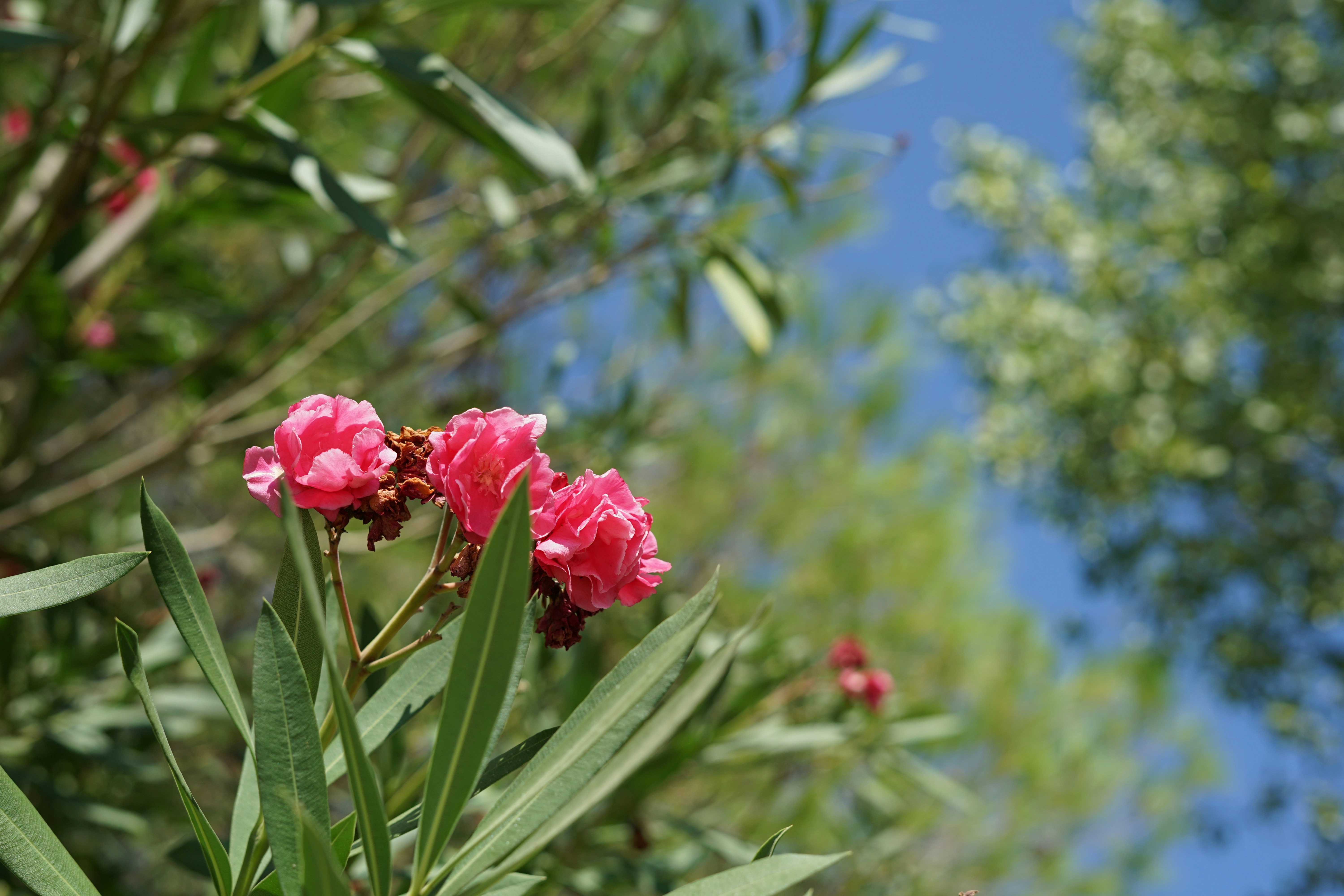 Pink blossom in sharp focus against a sunlit garden backdrop