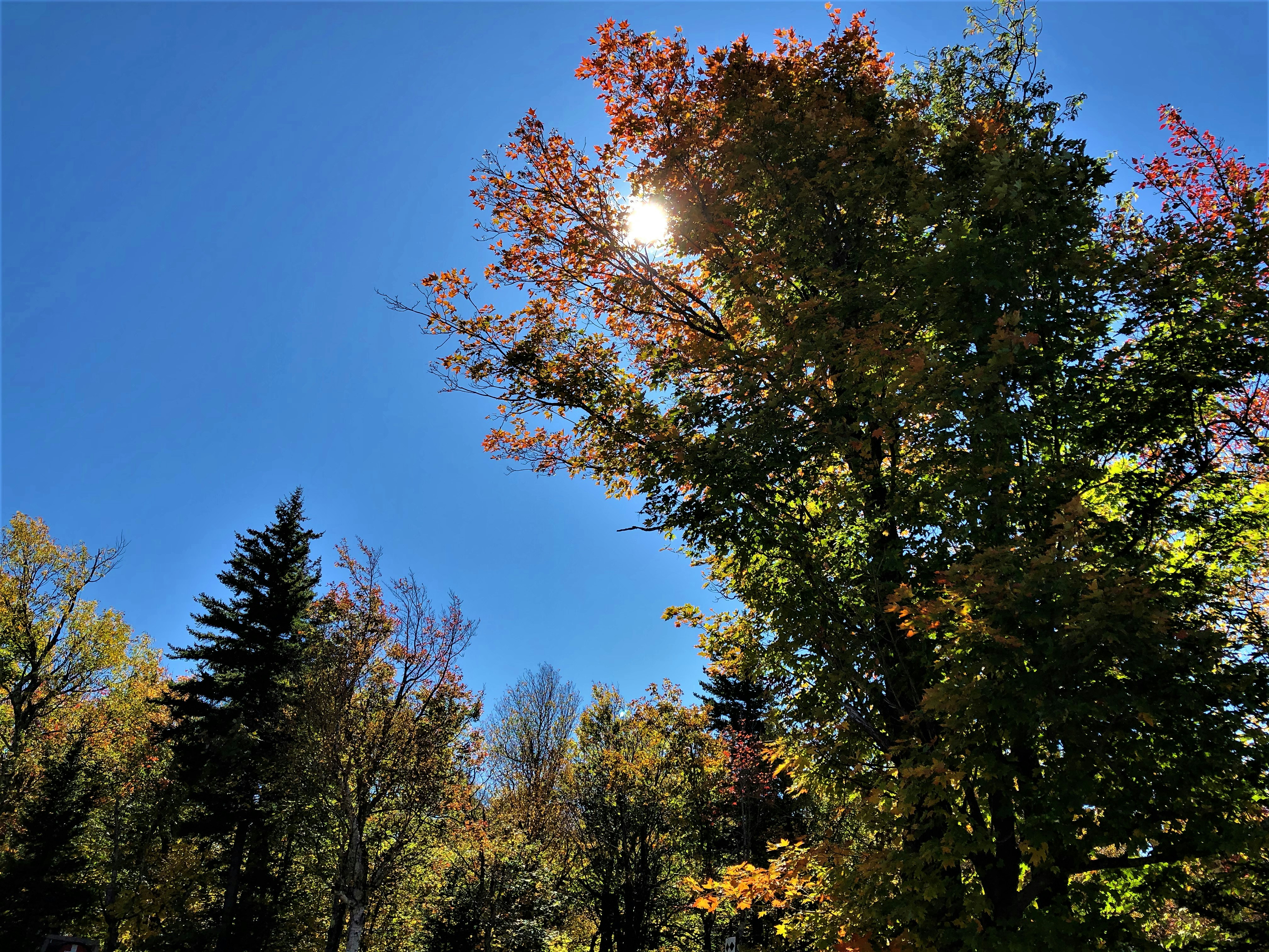 Sunburst Through an Autumn Canopy