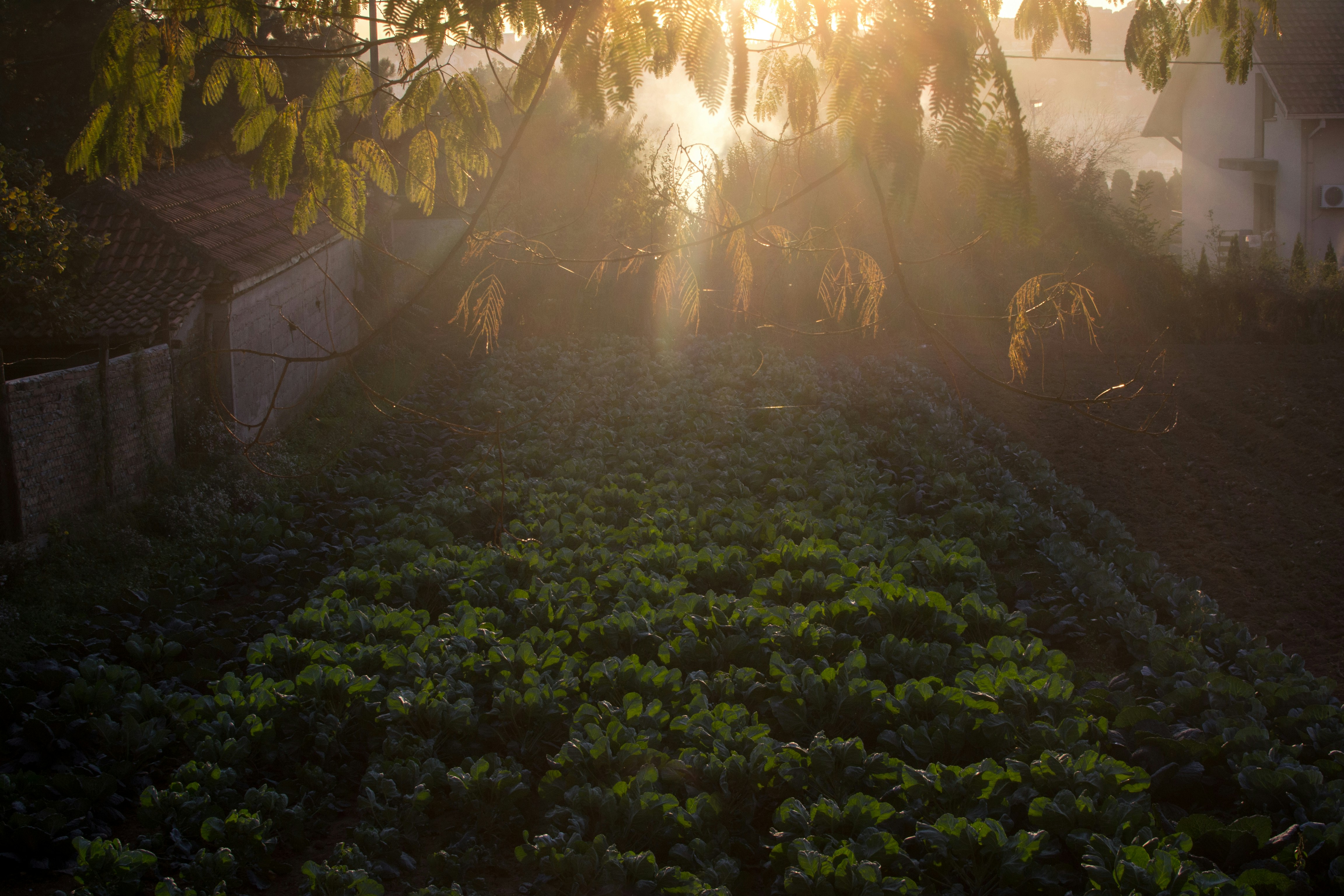 Dawn Threads Weave Through a Quiet Garden Bed