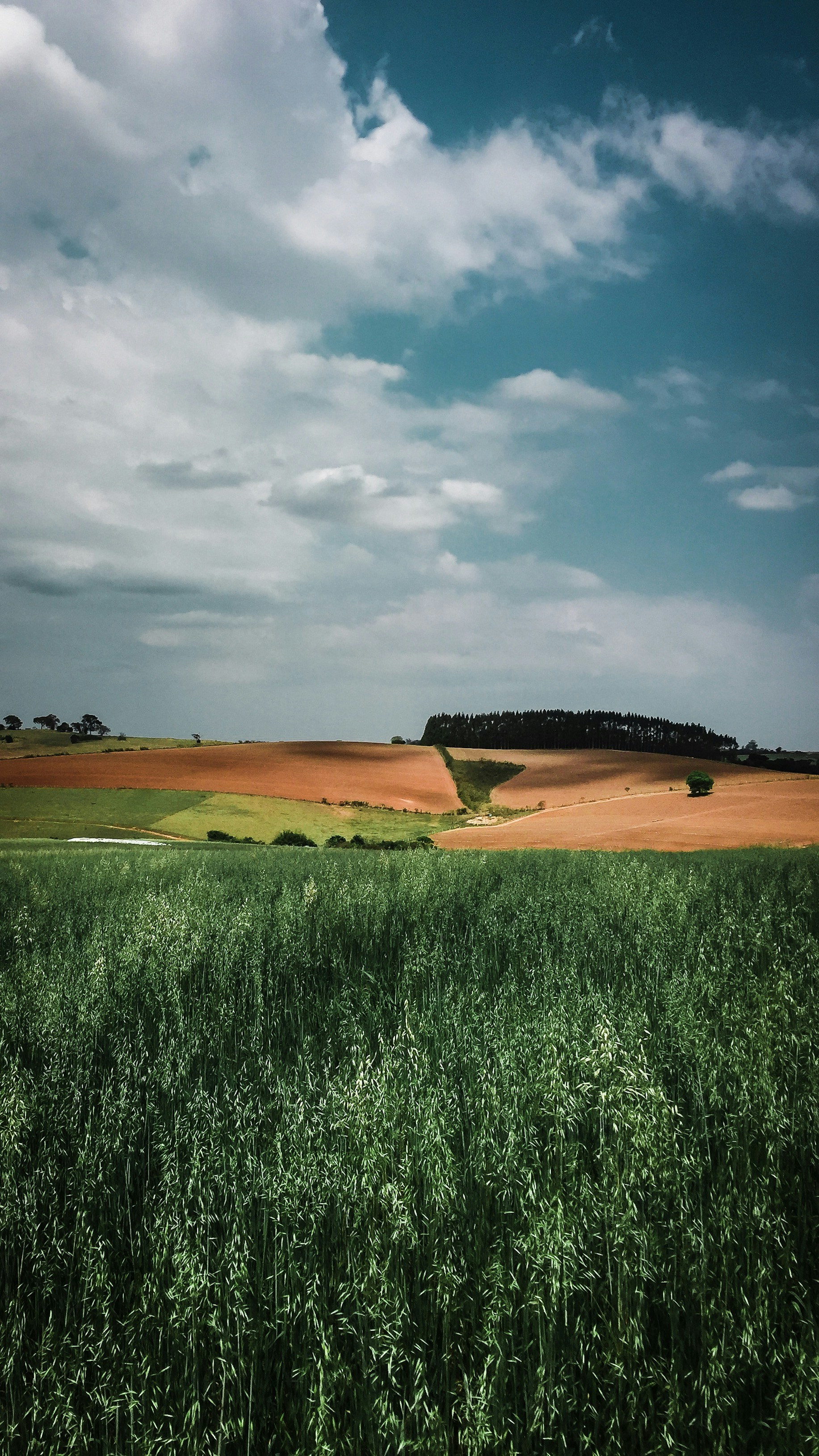 Verdant Foreground Meets Amber Hills Under a Sky of Puffed Clouds