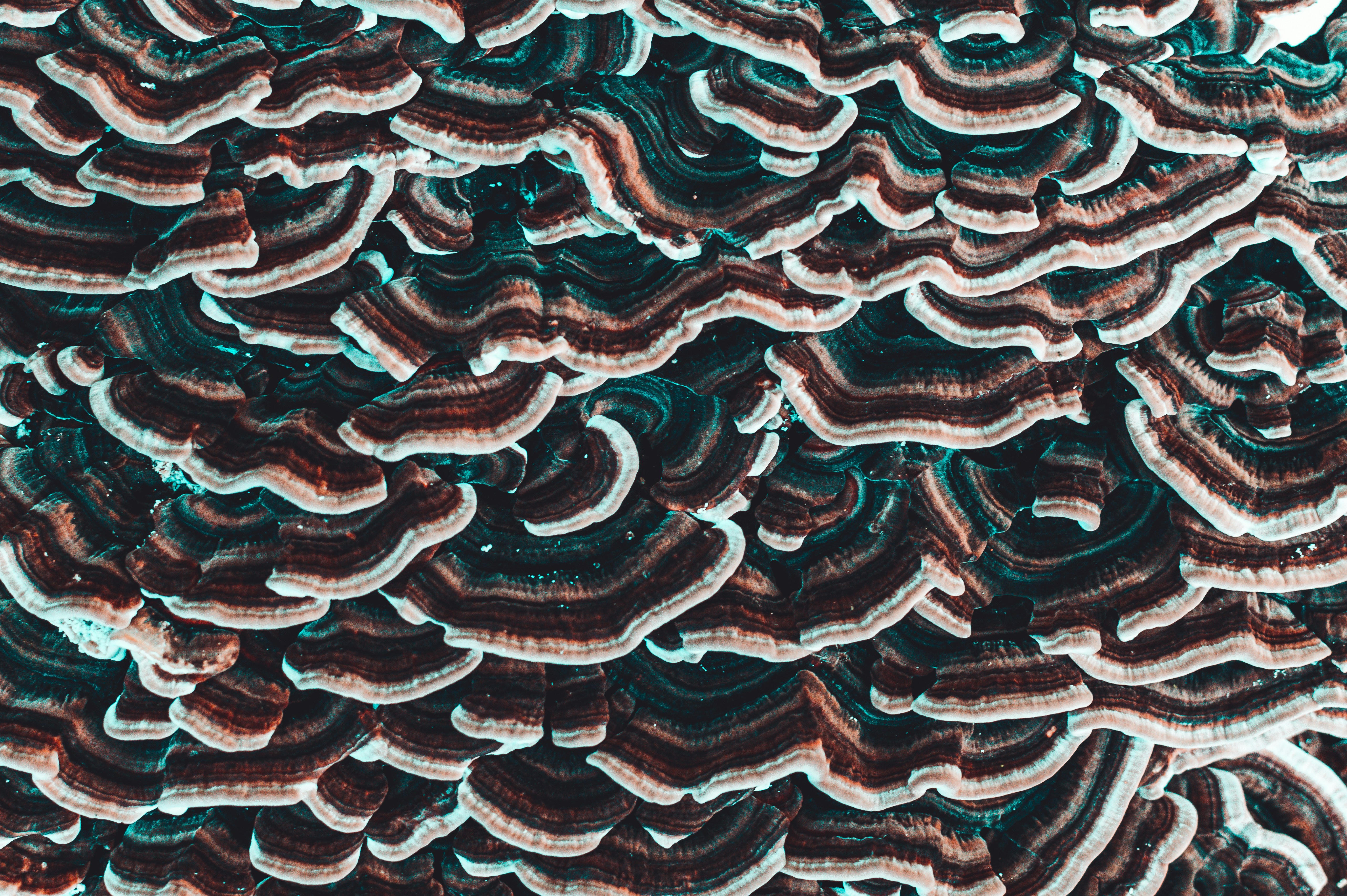 Ribbed Turquoise Tangle: Macro Capture of Shelf Fungus