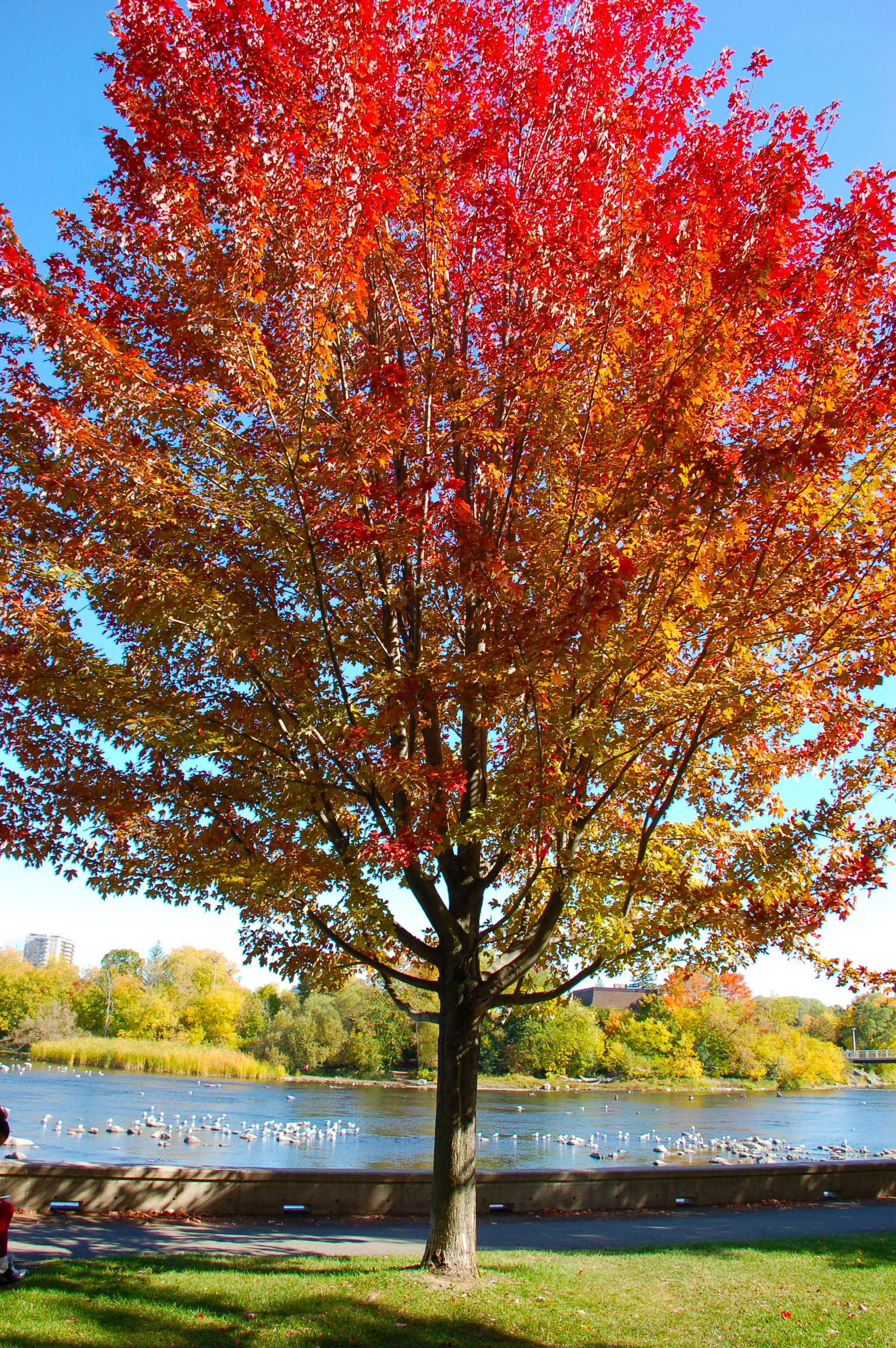 Crimson Canopy Over a Calm Riverside in Peak Autumn