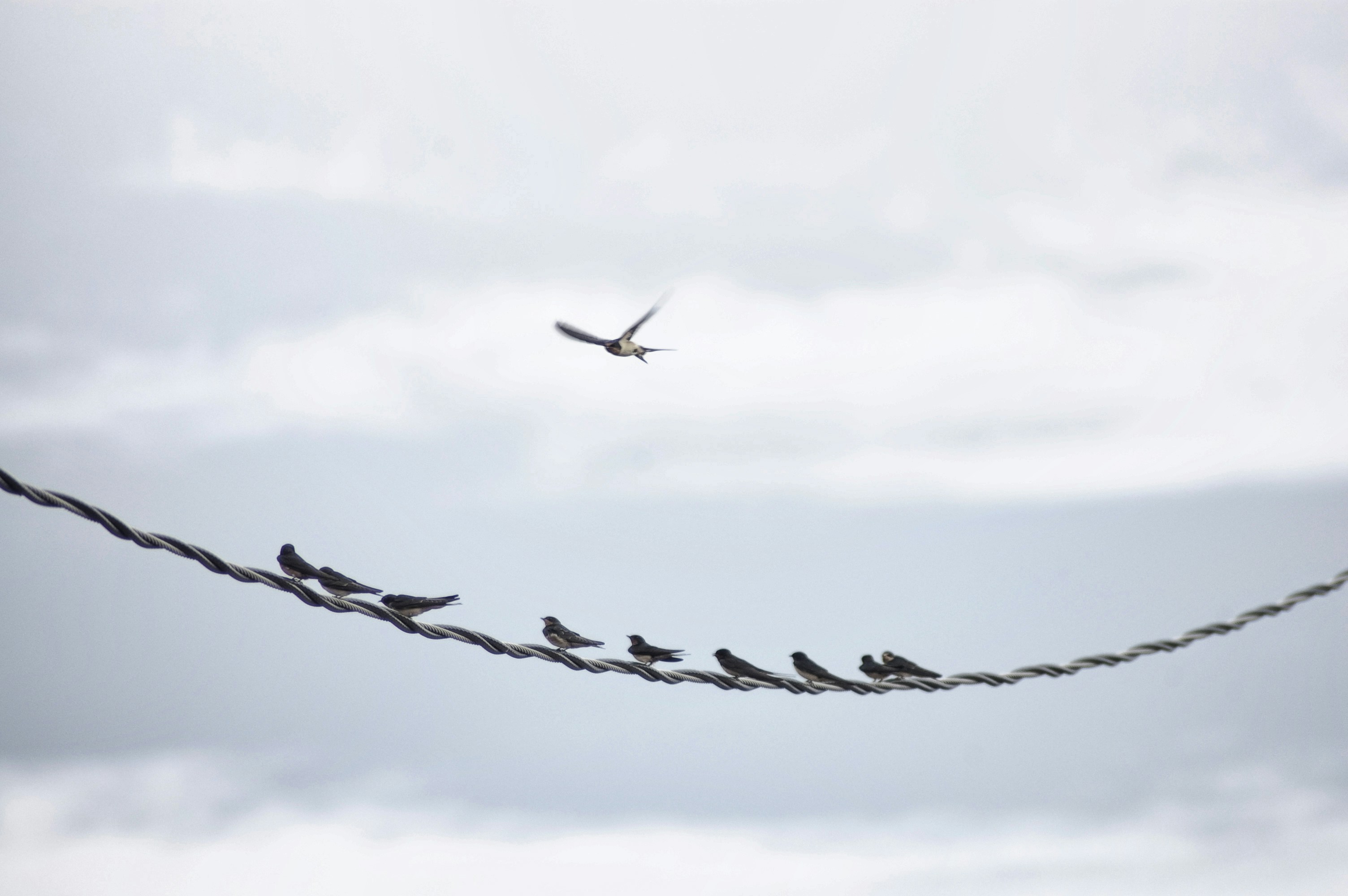 A group of swallows perched on a wire under a cloudy sky, with one bird in flight above them.