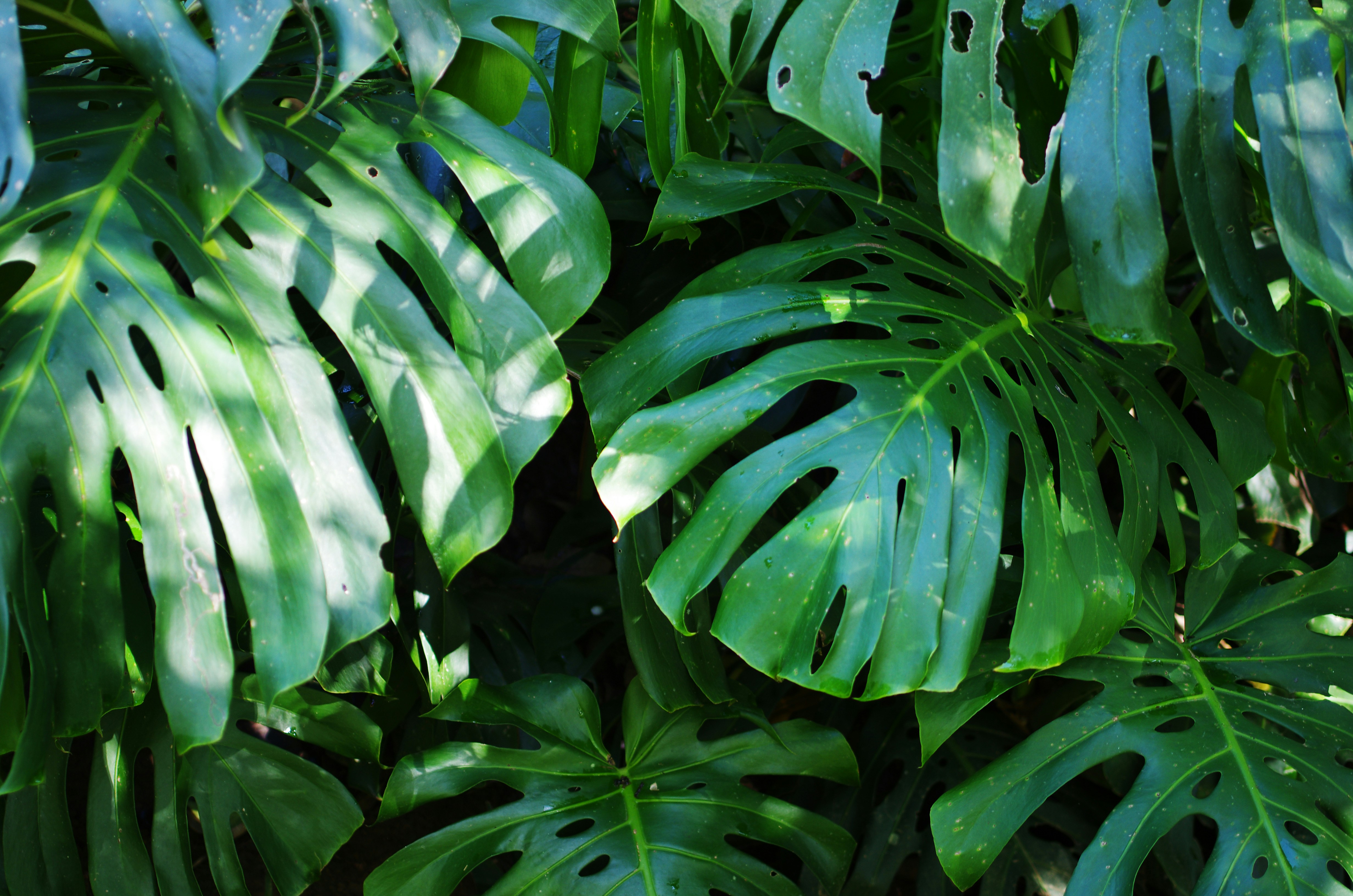 Vibrant green monstera leaves interspersed with light and shadow, showcasing intricate patterns and textures. Ideal for botanical illustration or nature study.