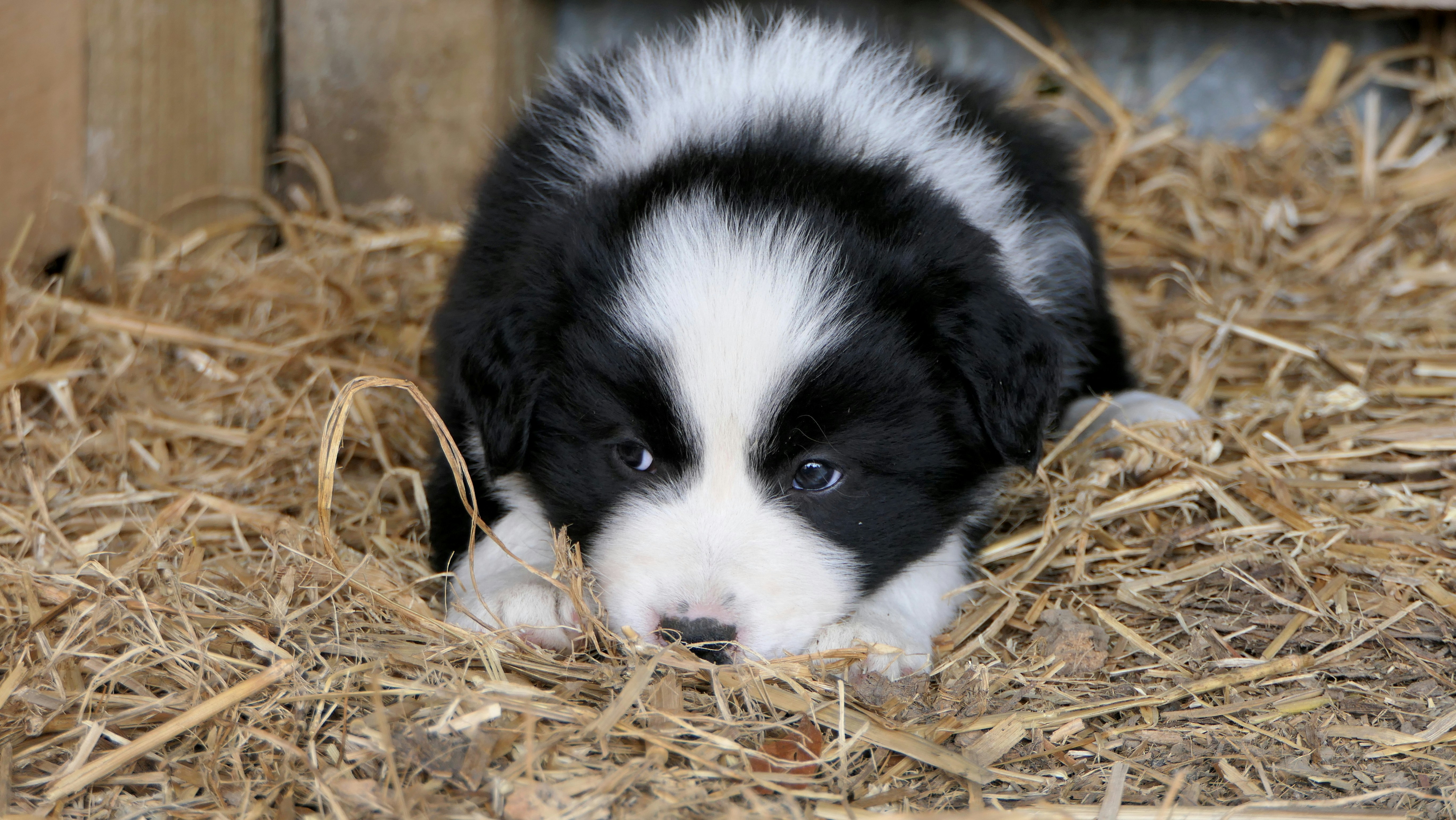 A black and white puppy resting among straw in a cozy barn setting.
