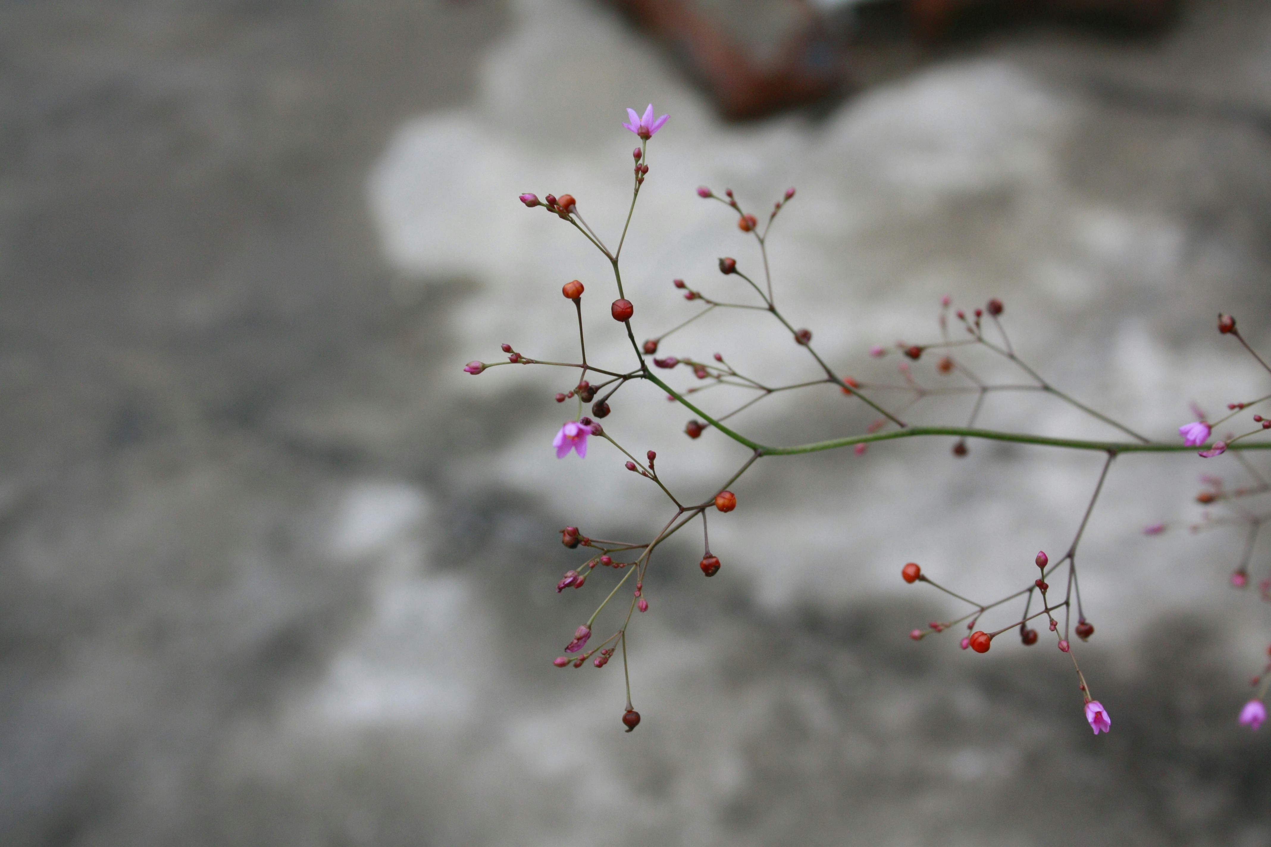 Fragile Pink Blossom on a Slim Branch Against a Blurred Concrete Backdrop
