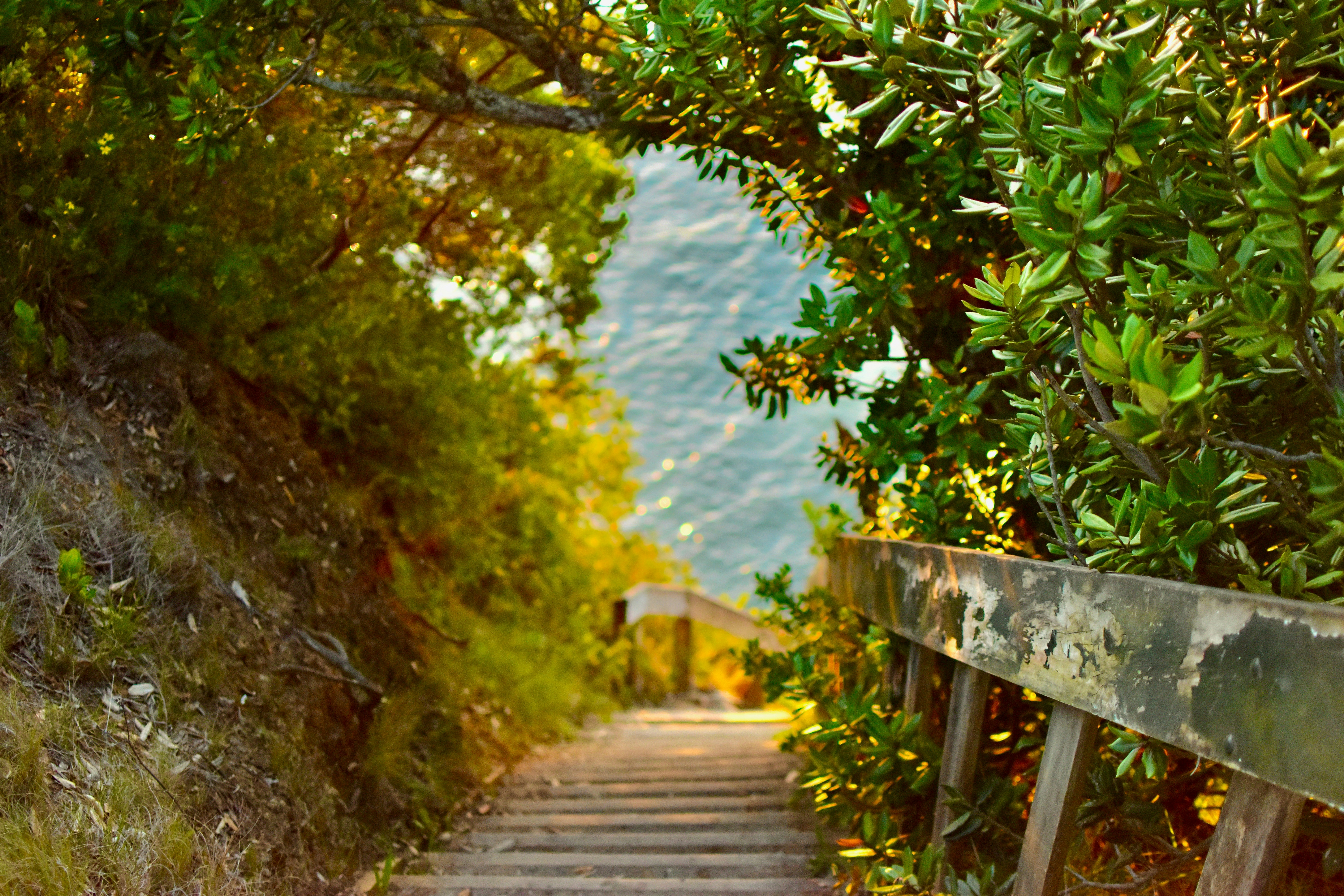 Green-leafed plant photo – Free Musick point Image on Unsplash