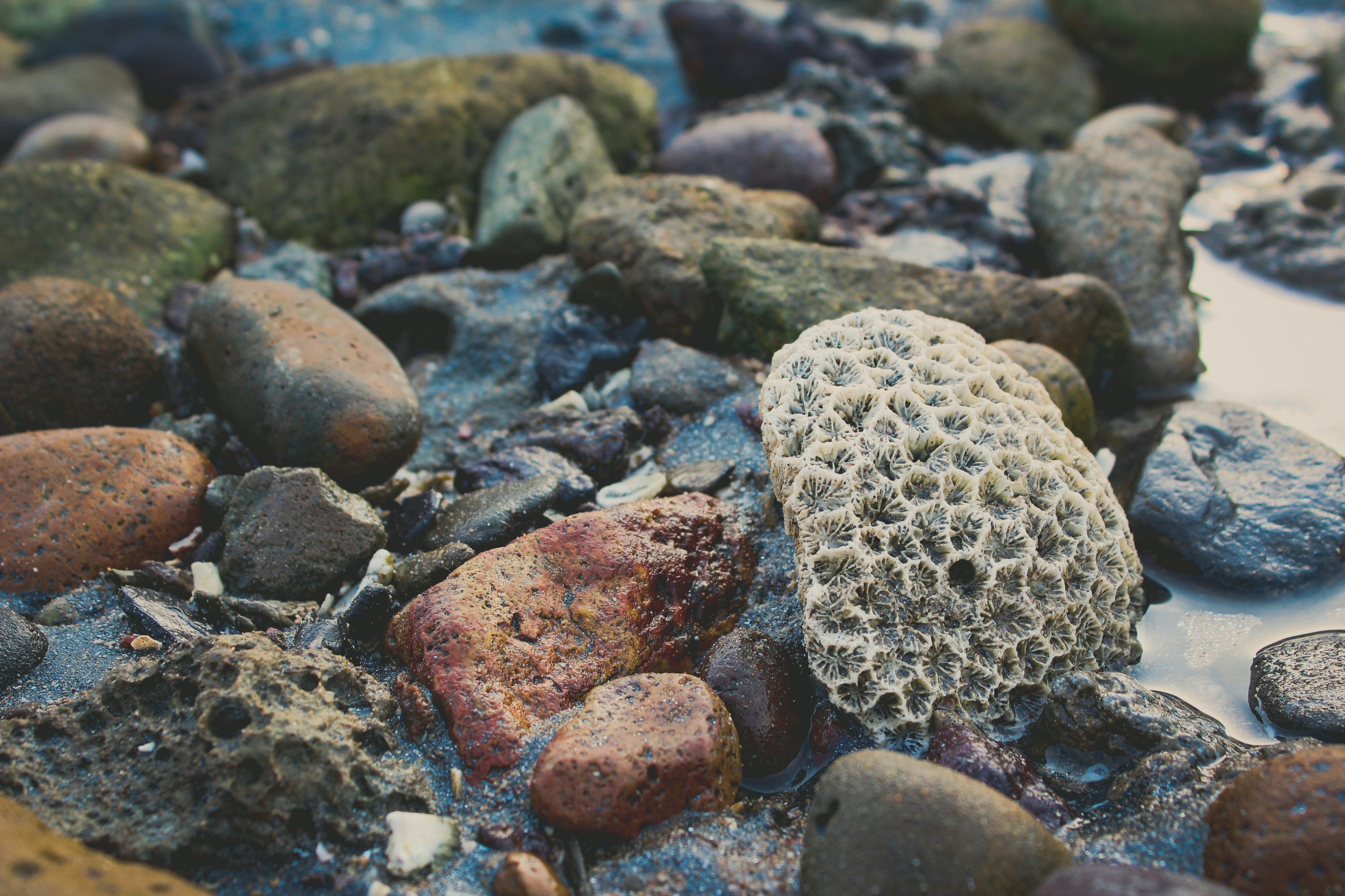 Intricate coral formation nestled among colorful pebbles on a shoreline, showcasing the beauty of marine life and natural textures.