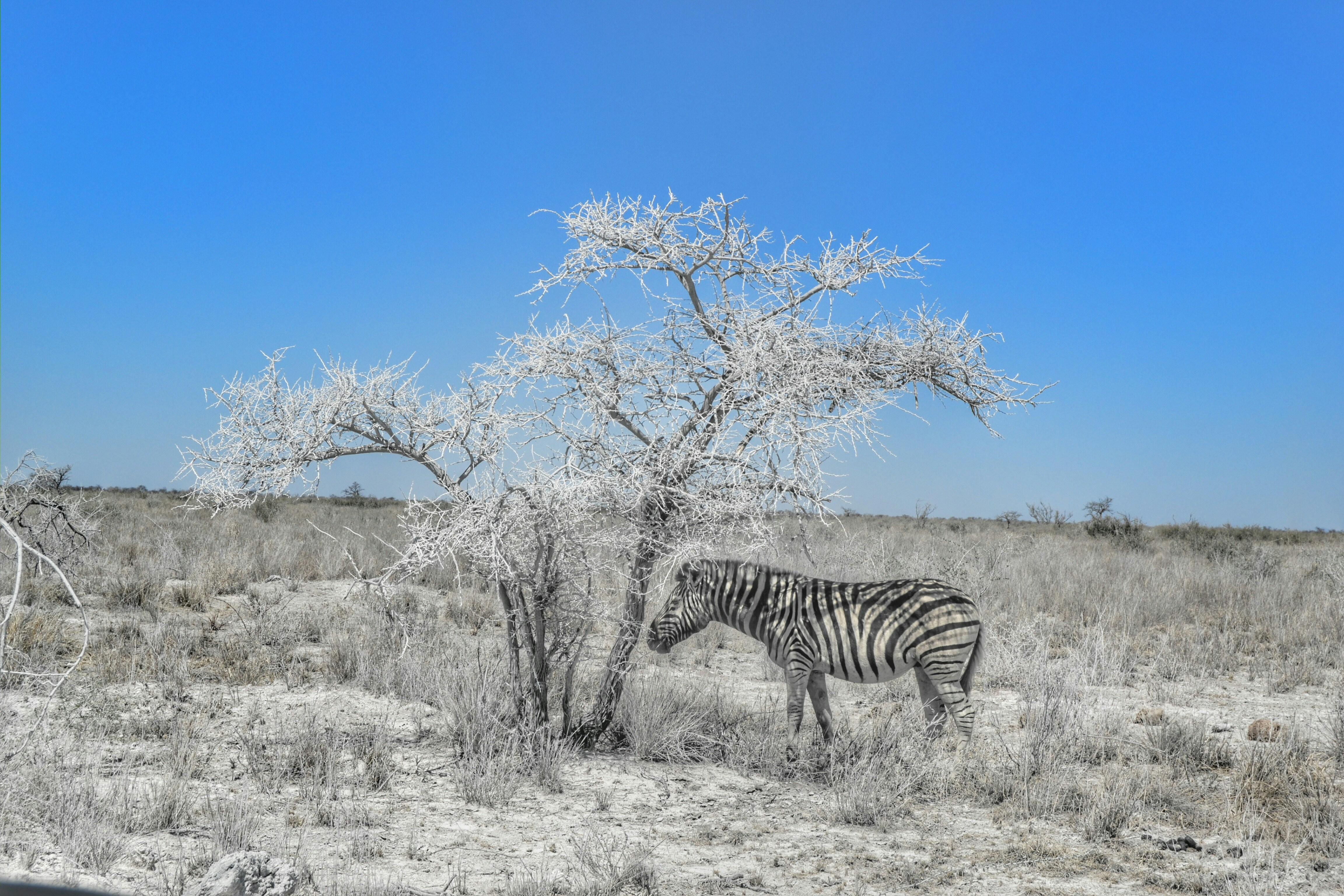 Zebra at a Bleached Tree Under an Indigo Sky