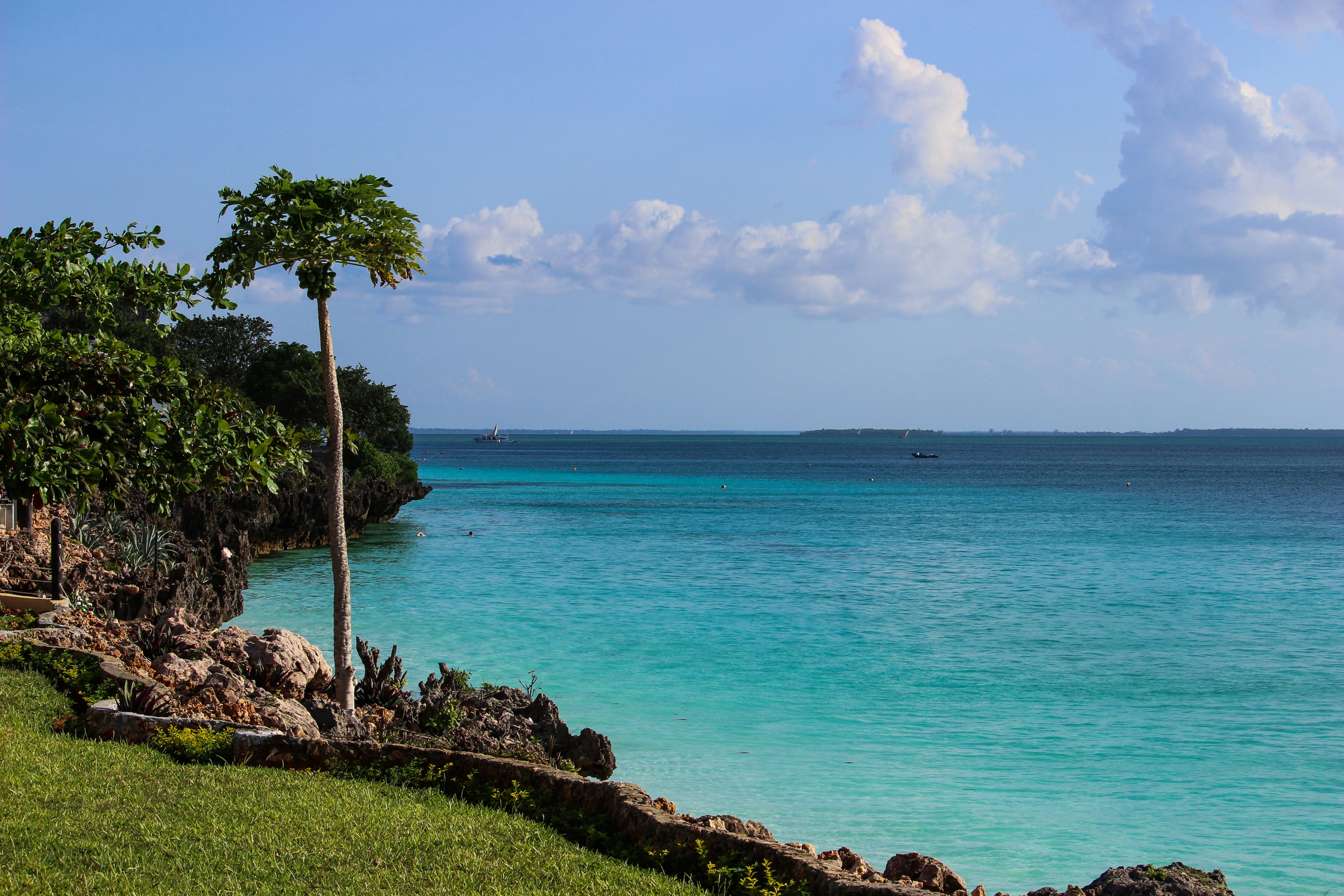 Rocky coastline with a lone palm tree beside clear turquoise waters under a vibrant blue sky.
