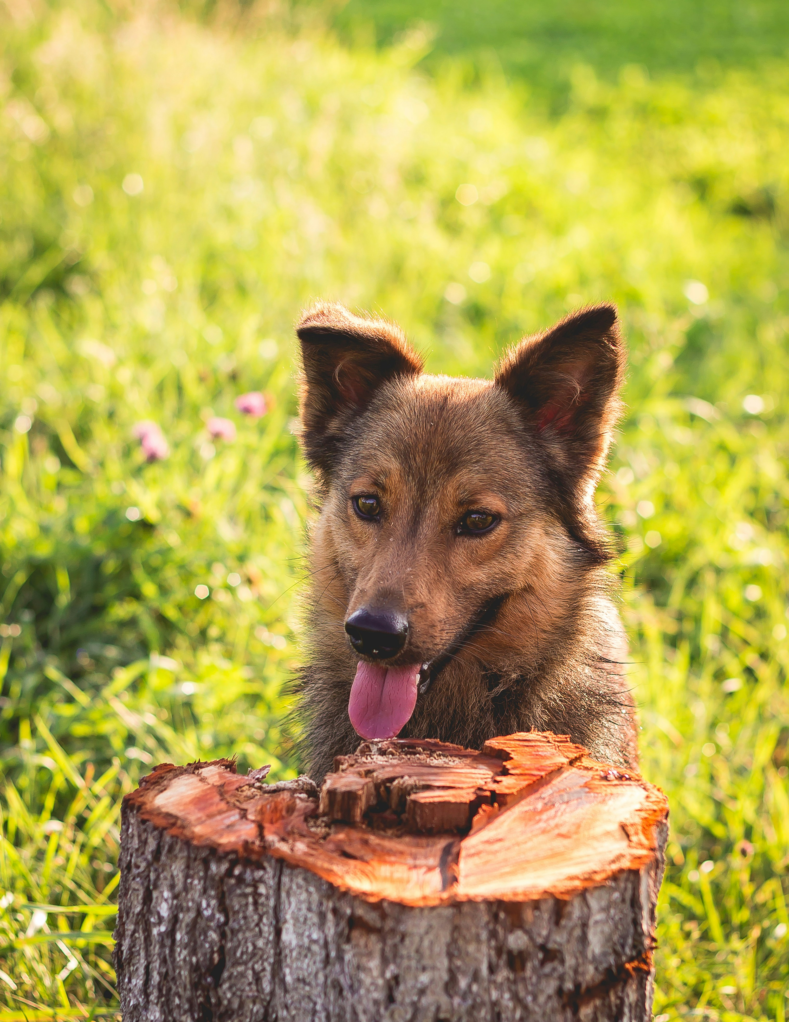 Sunlit Meadow Portrait: A dog’s curious gaze over a weathered stump