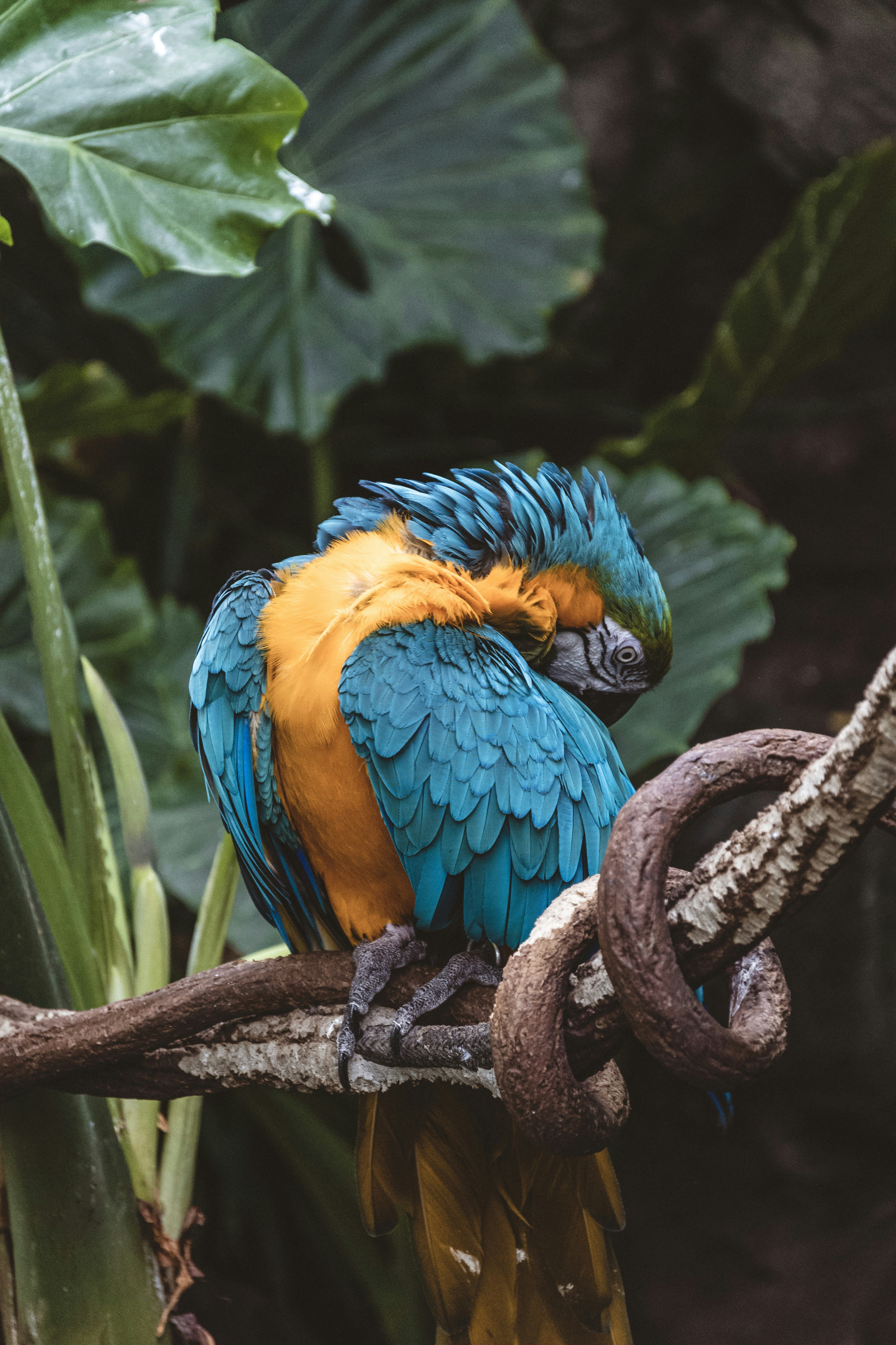 Tropical Birds Photos | Free Stock Images | Everypixel