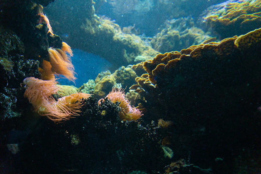 Orange sea anemones cling to dark rocks beneath blue underwater light, with coral-encrusted ledges framing the scene.