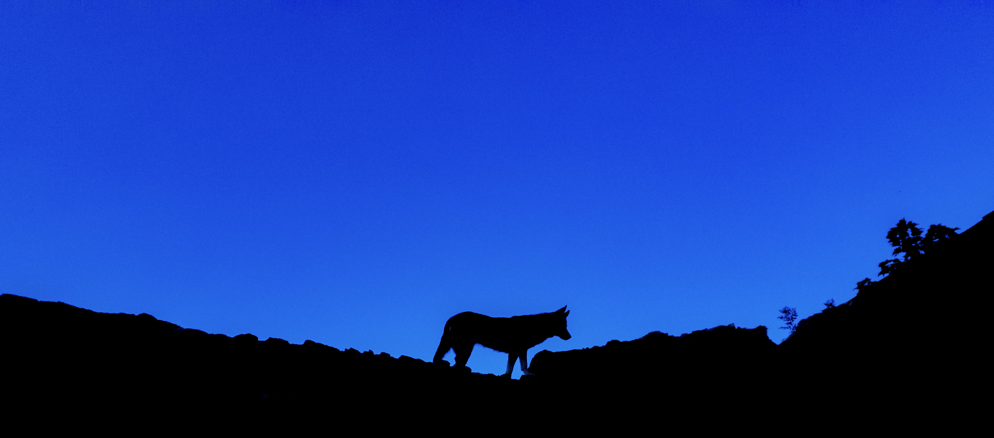 Silhouette of a lone horse standing on a ridge against a deep blue twilight sky.