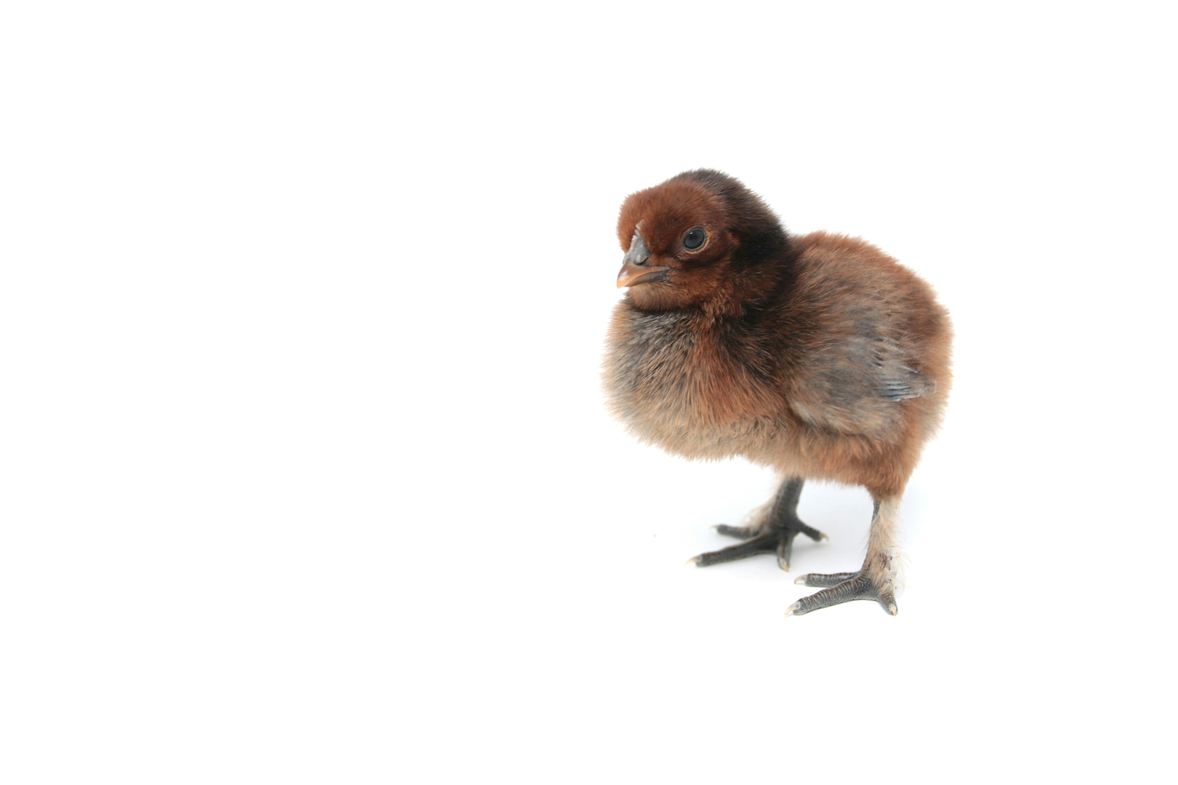 Brown chick standing against a seamless white background.
