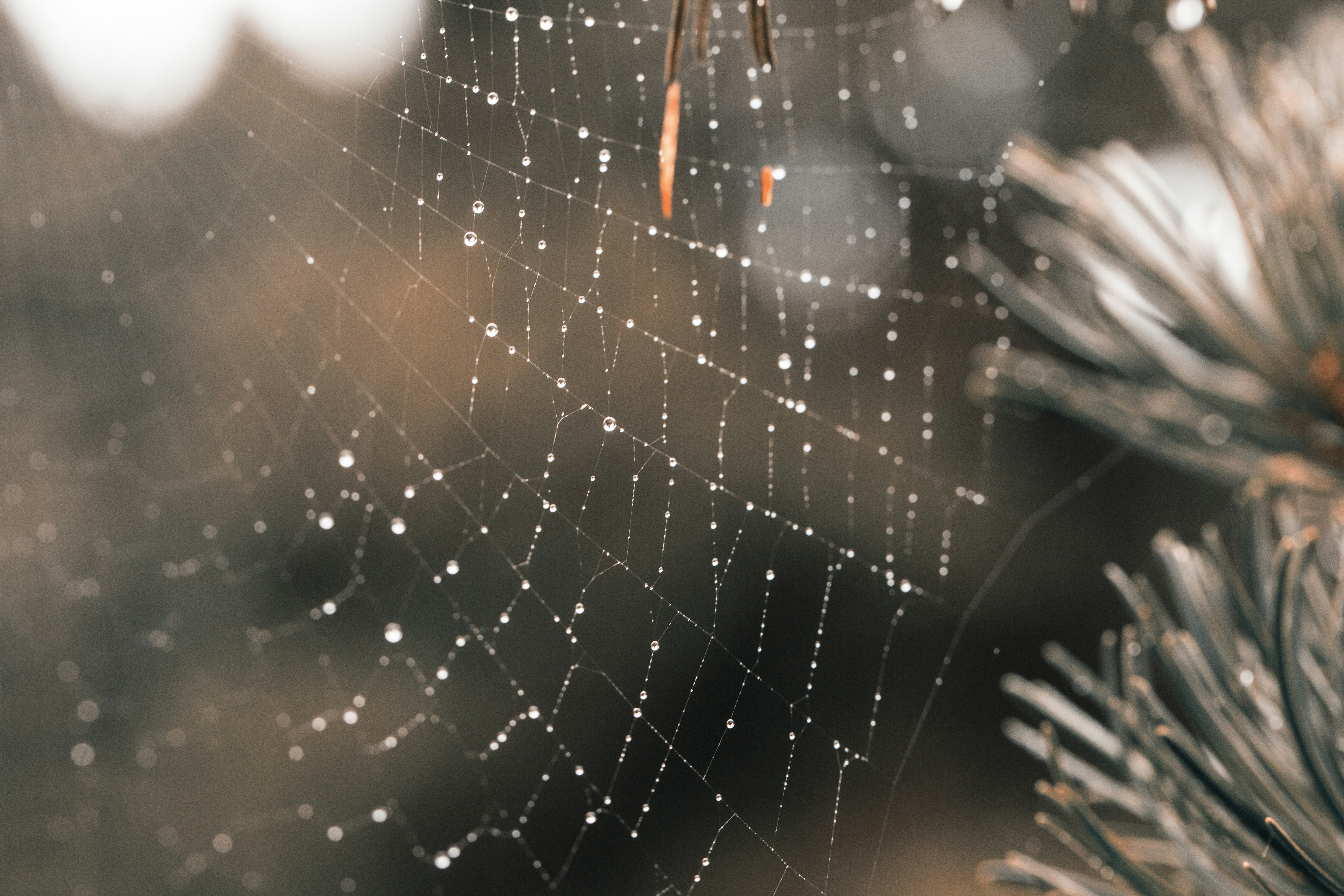 Delicate spider web adorned with glistening water droplets, set against a softly blurred natural background.