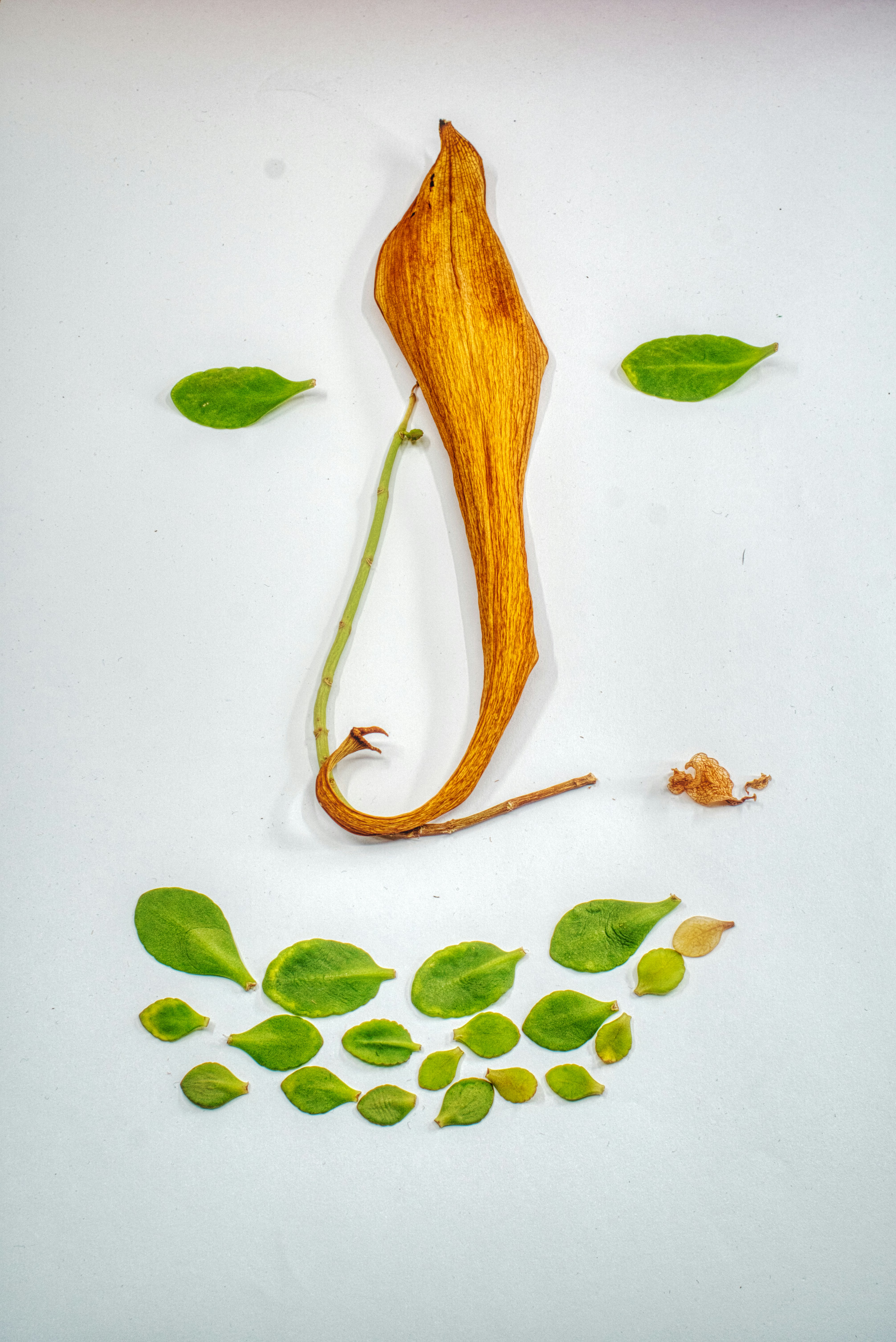 green and brown leaves