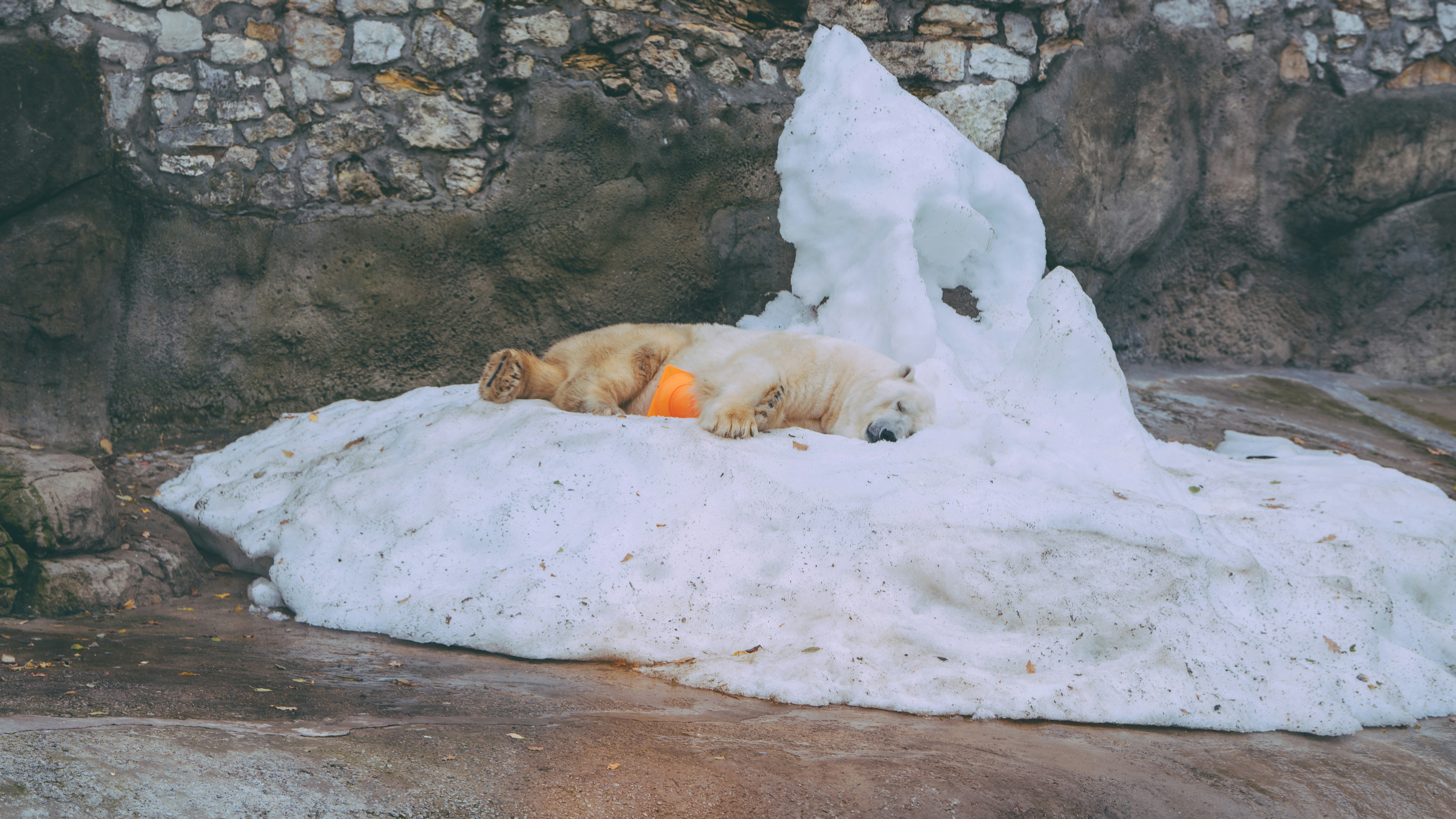 Sunlit Slumber: Golden Retriever Resting on Snow by a Weathered Stone Wall