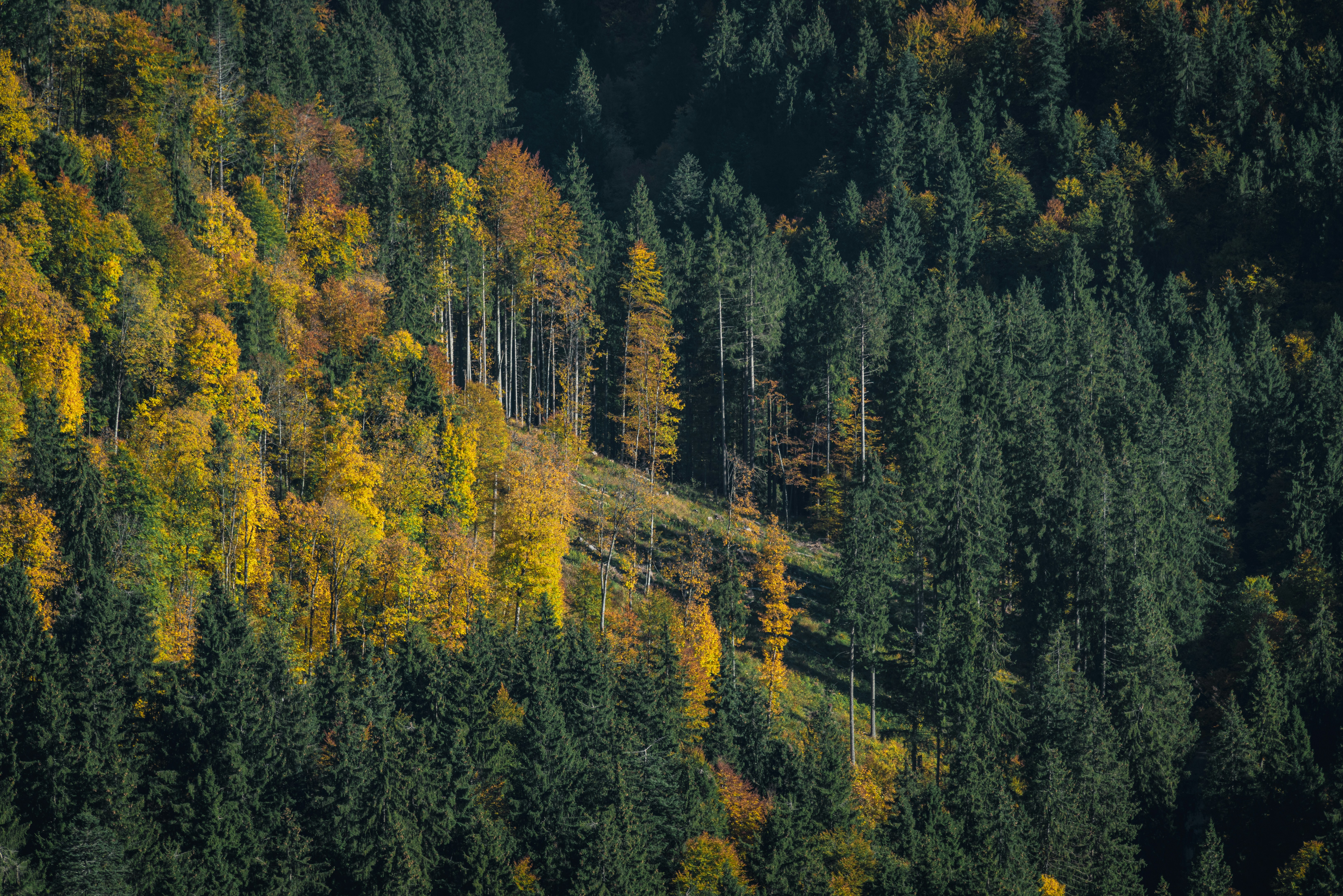 Vibrant autumn foliage blankets a hillside, showcasing a mix of golden and green trees under soft sunlight.
