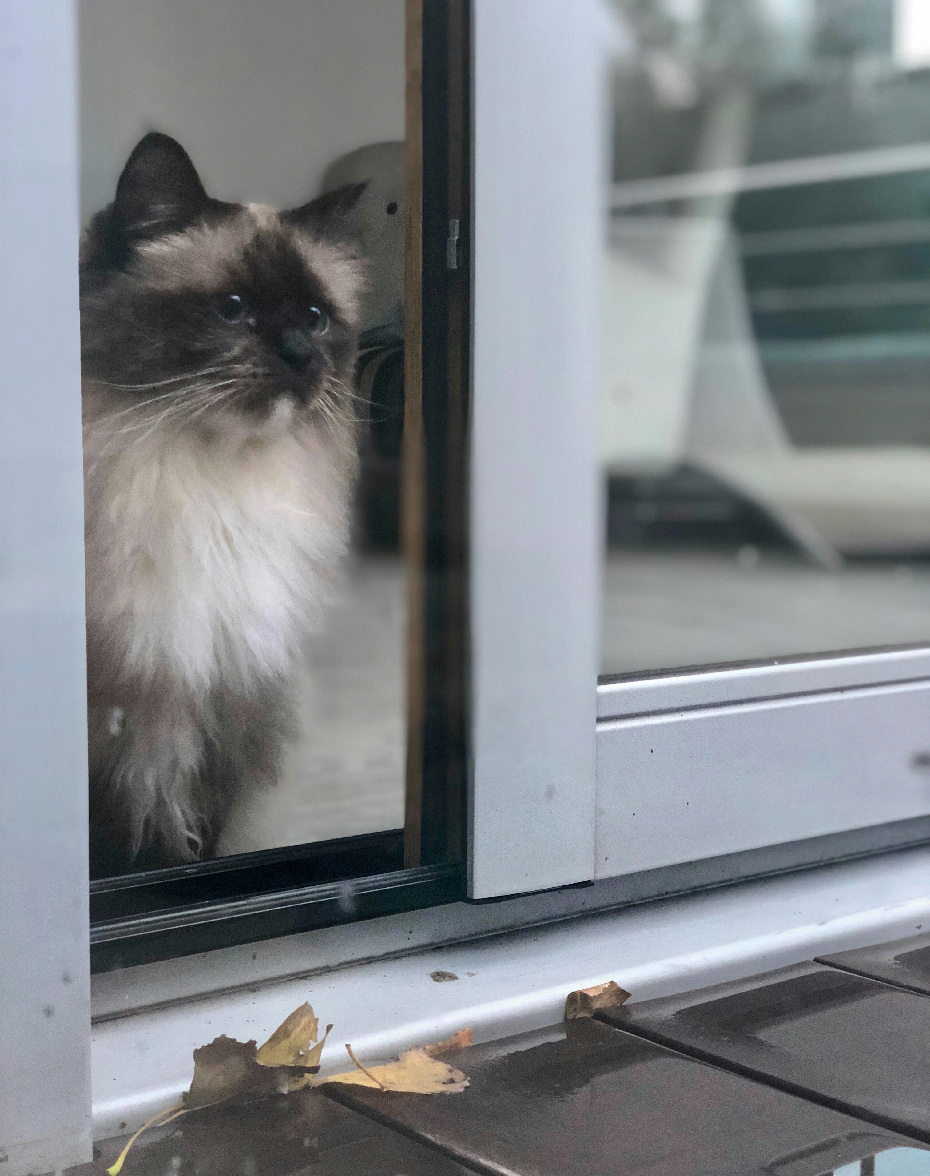 Threshold Gazer: a fluffy cat pauses at the glass door