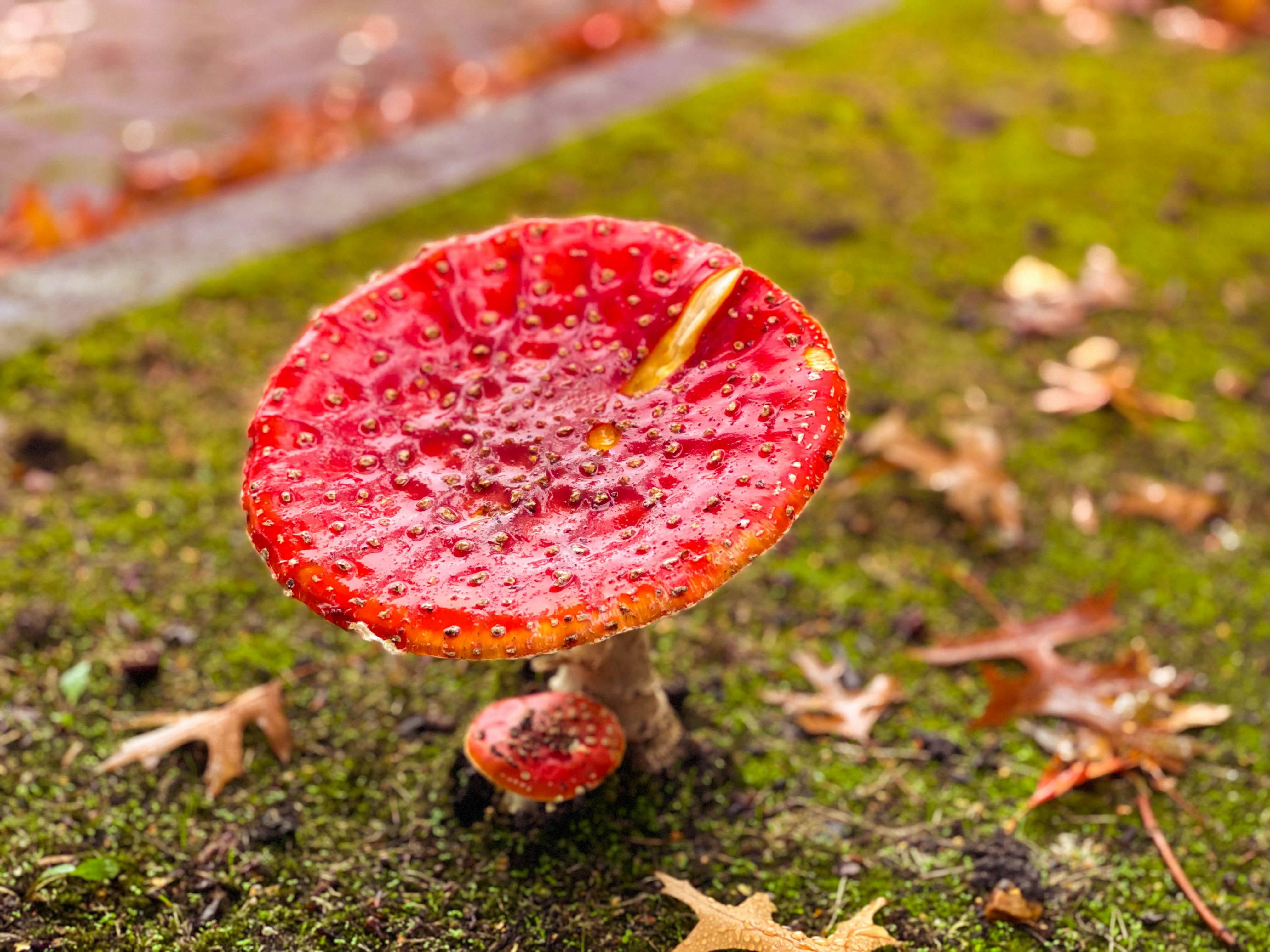 Red Crown of Autumn: A Scarlet Mushroom Amid Moss and Fallen Leaves