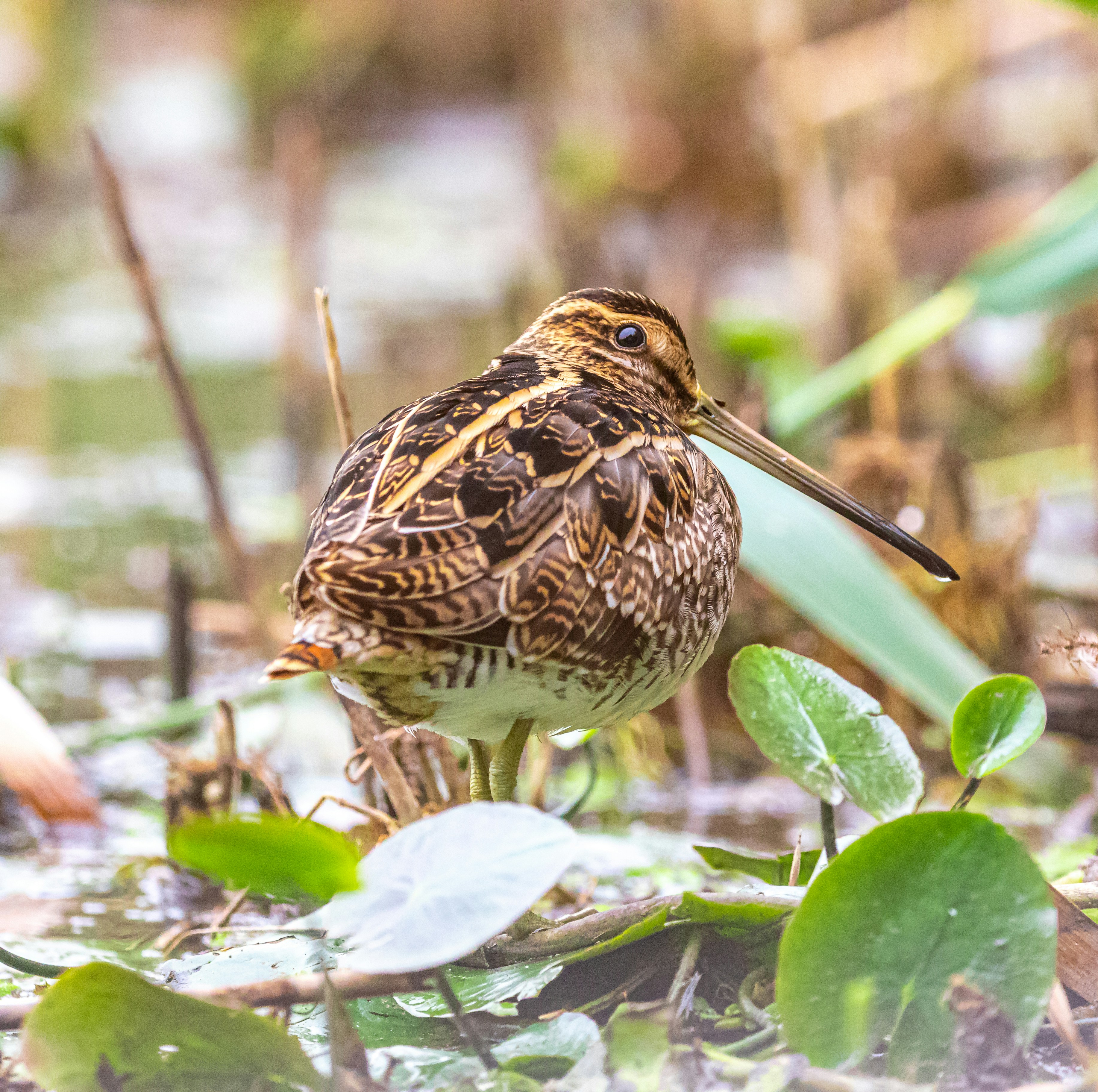 Marsh Edge Pause: A brown-streaked wader among lilypads