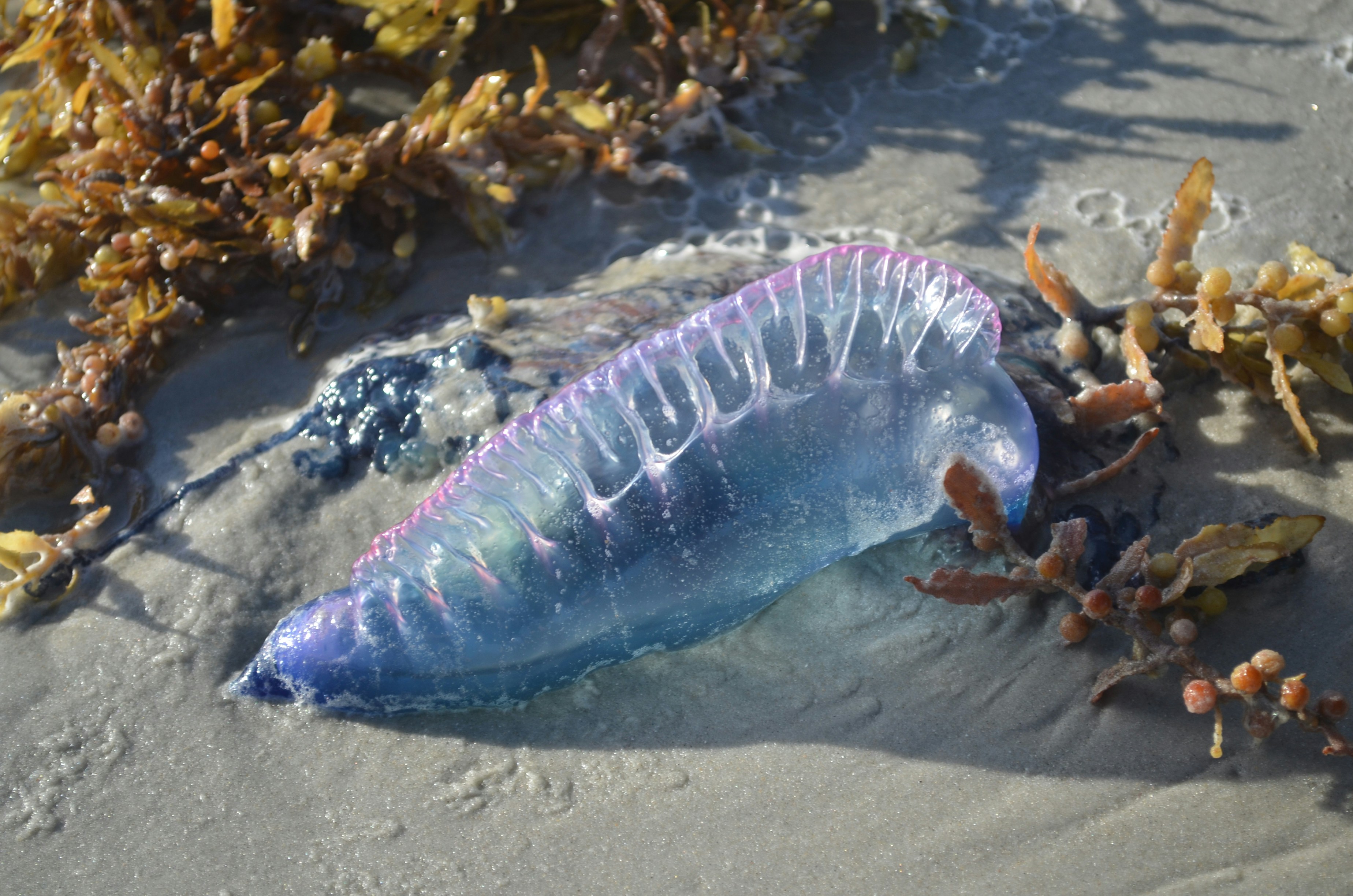 Blue jellyfish on shore photo – Free Beach Image on Unsplash