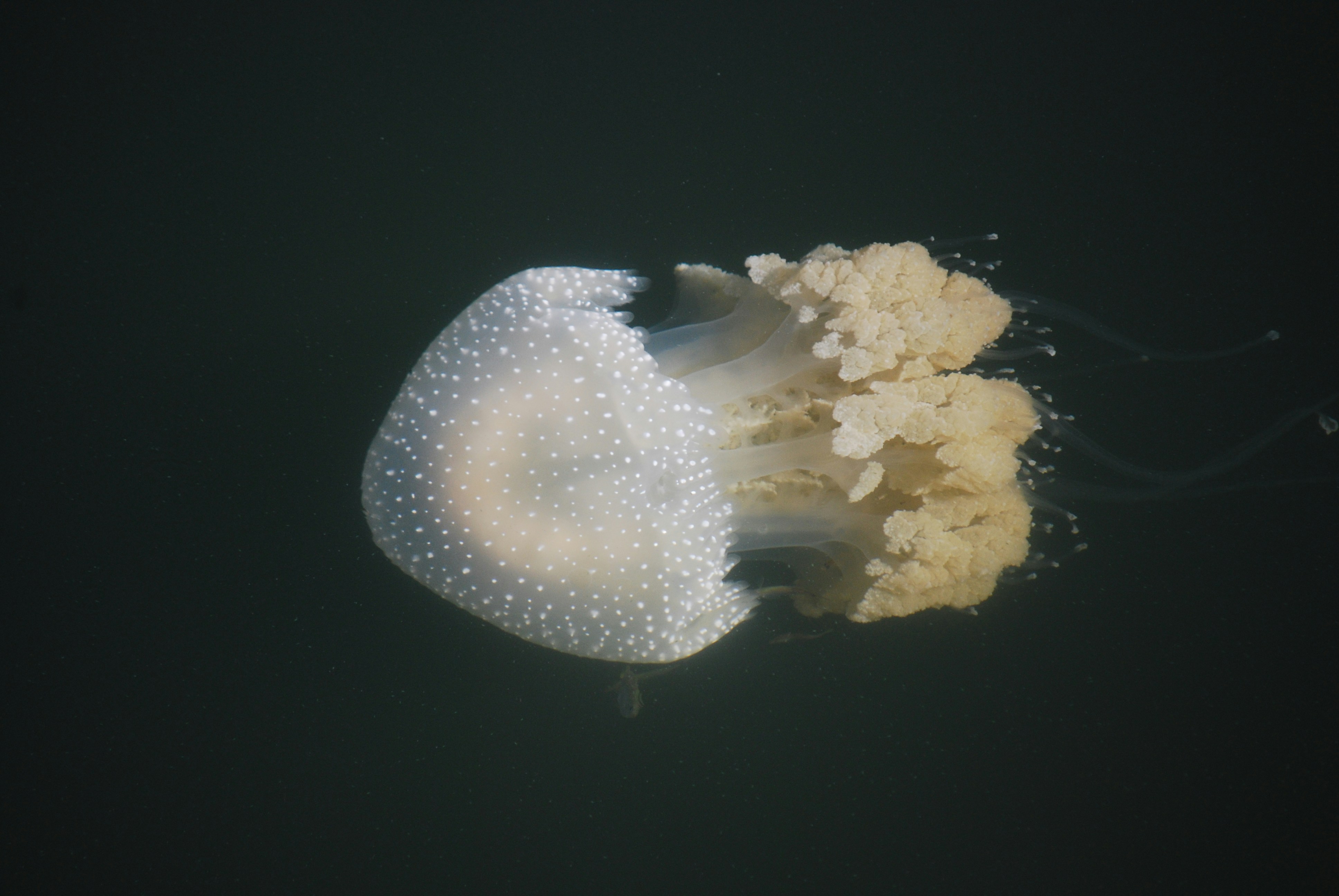 Dotted Lantern Drifting Through a Velvet Ocean