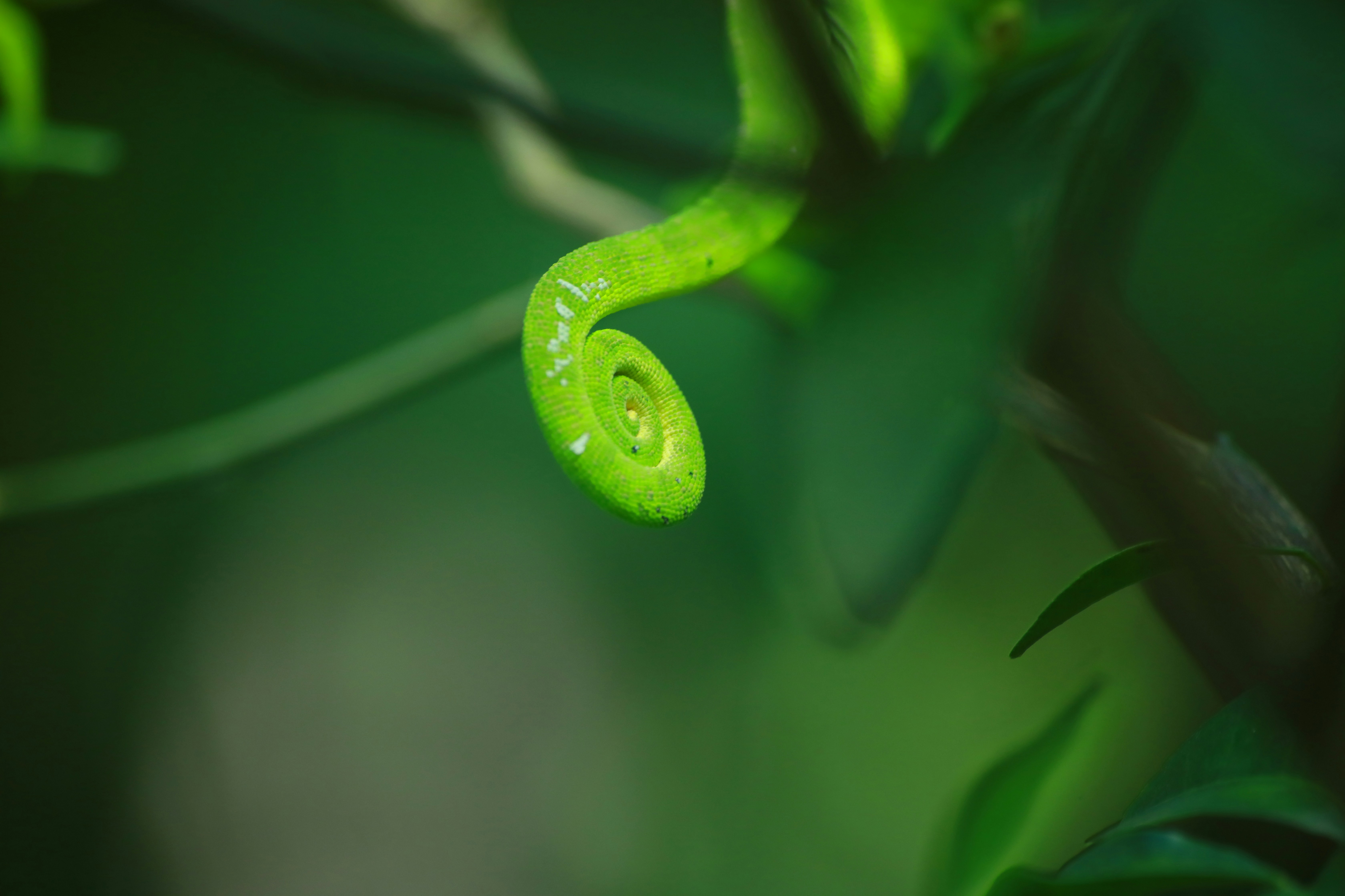 Curling Vine Tendril: a macro study of spiral form amid emerald leaves