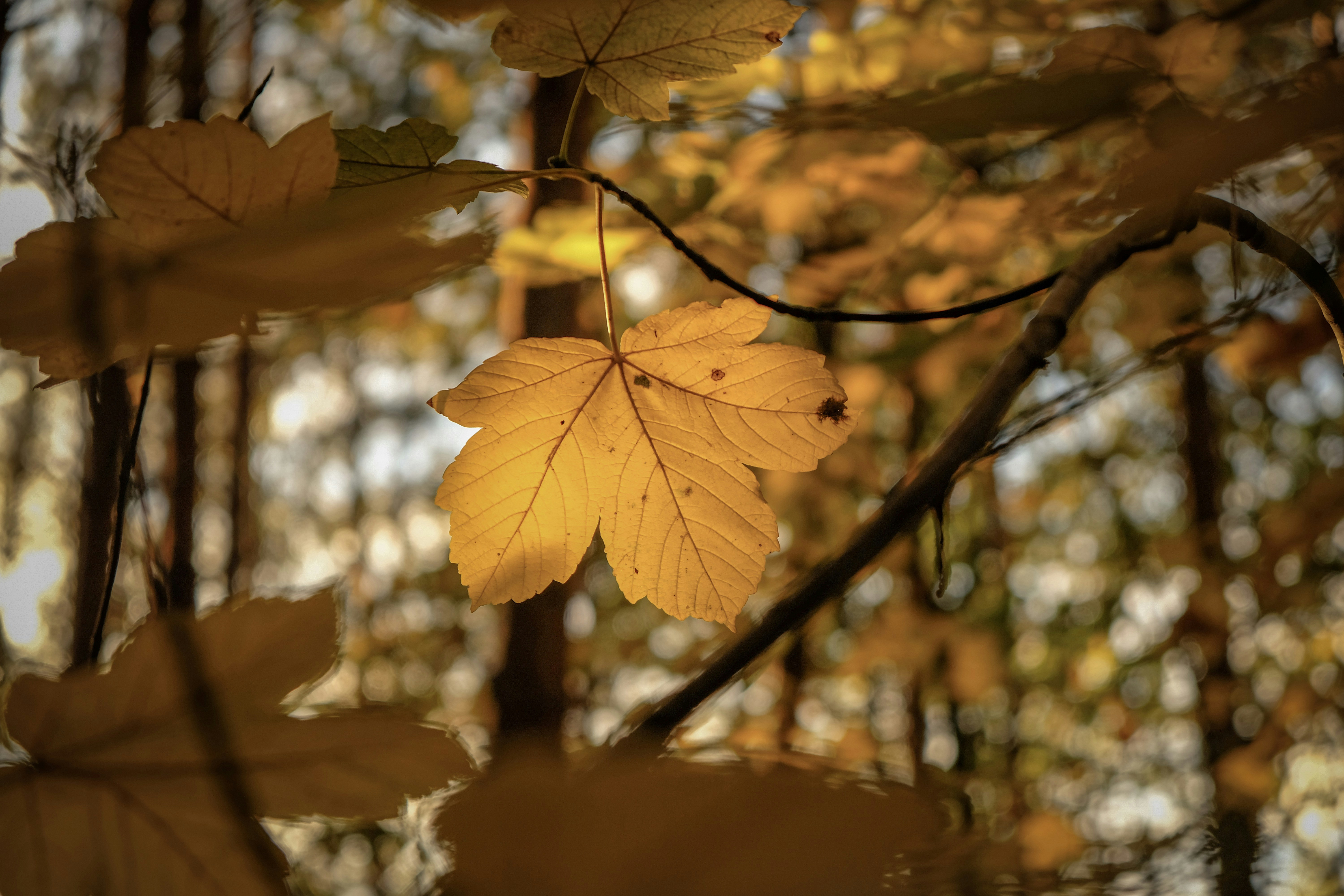 Golden maple leaf illuminated by the setting sun, surrounded by a forest backdrop.