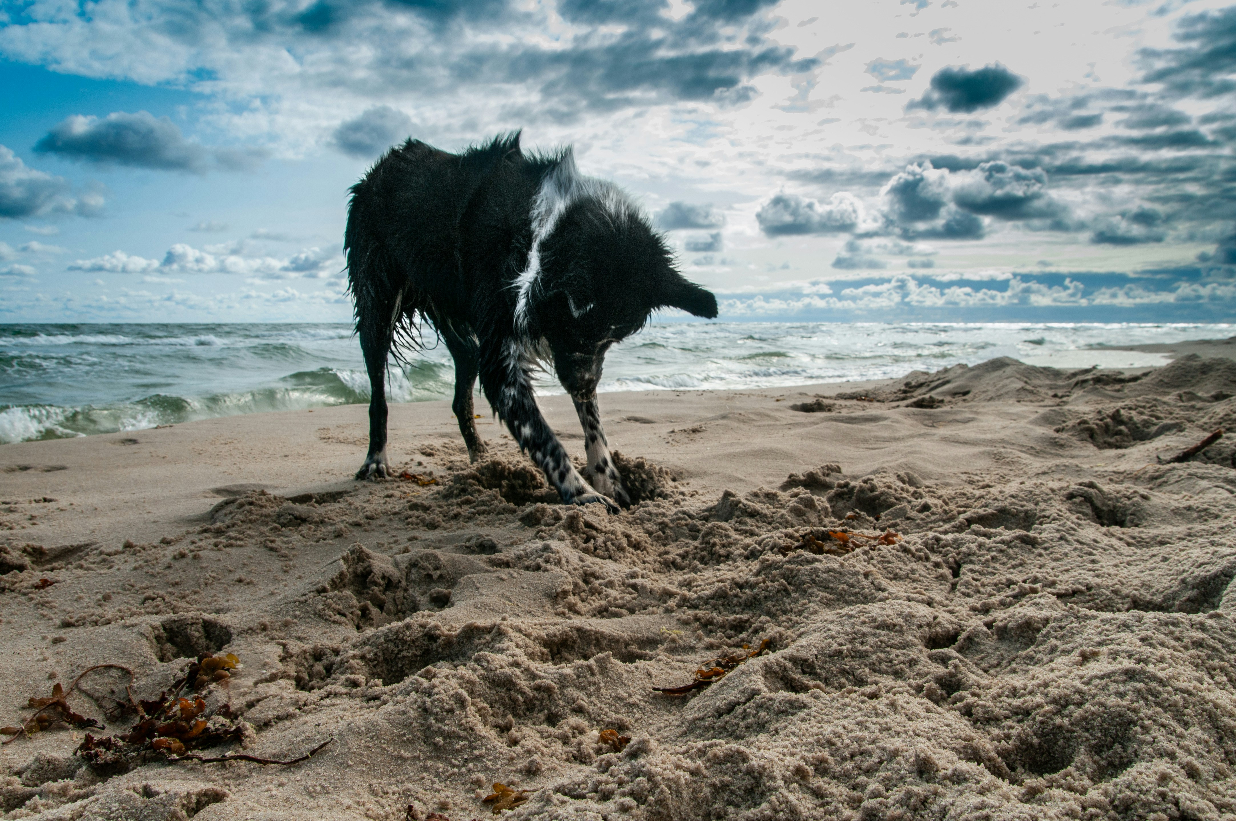 A playful dog digging in the sandy shore, with waves gently lapping in the background and a dramatic sky overhead.