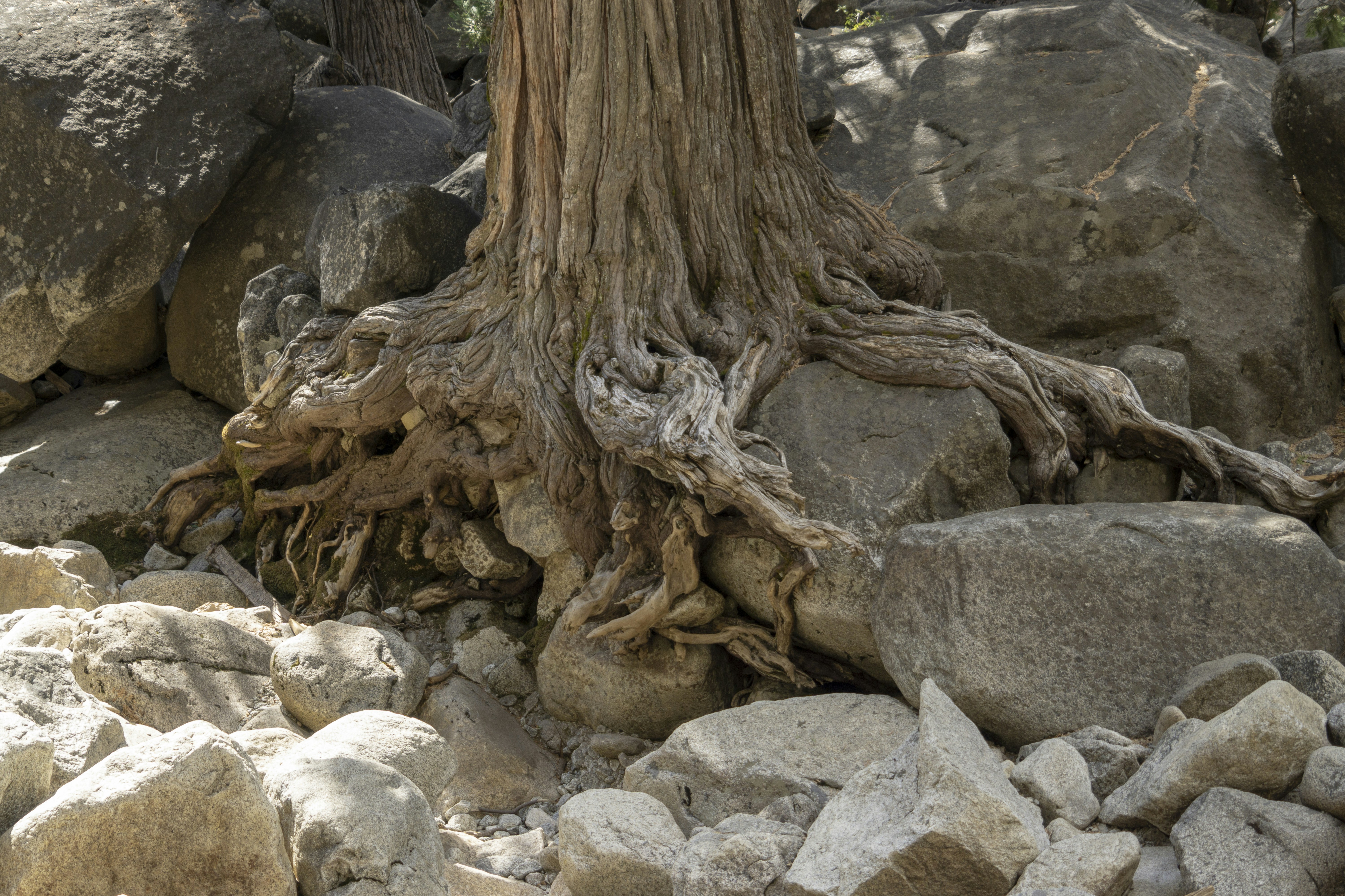 500+ Tree Roots Pictures [HD] | Download Free Images on Unsplash