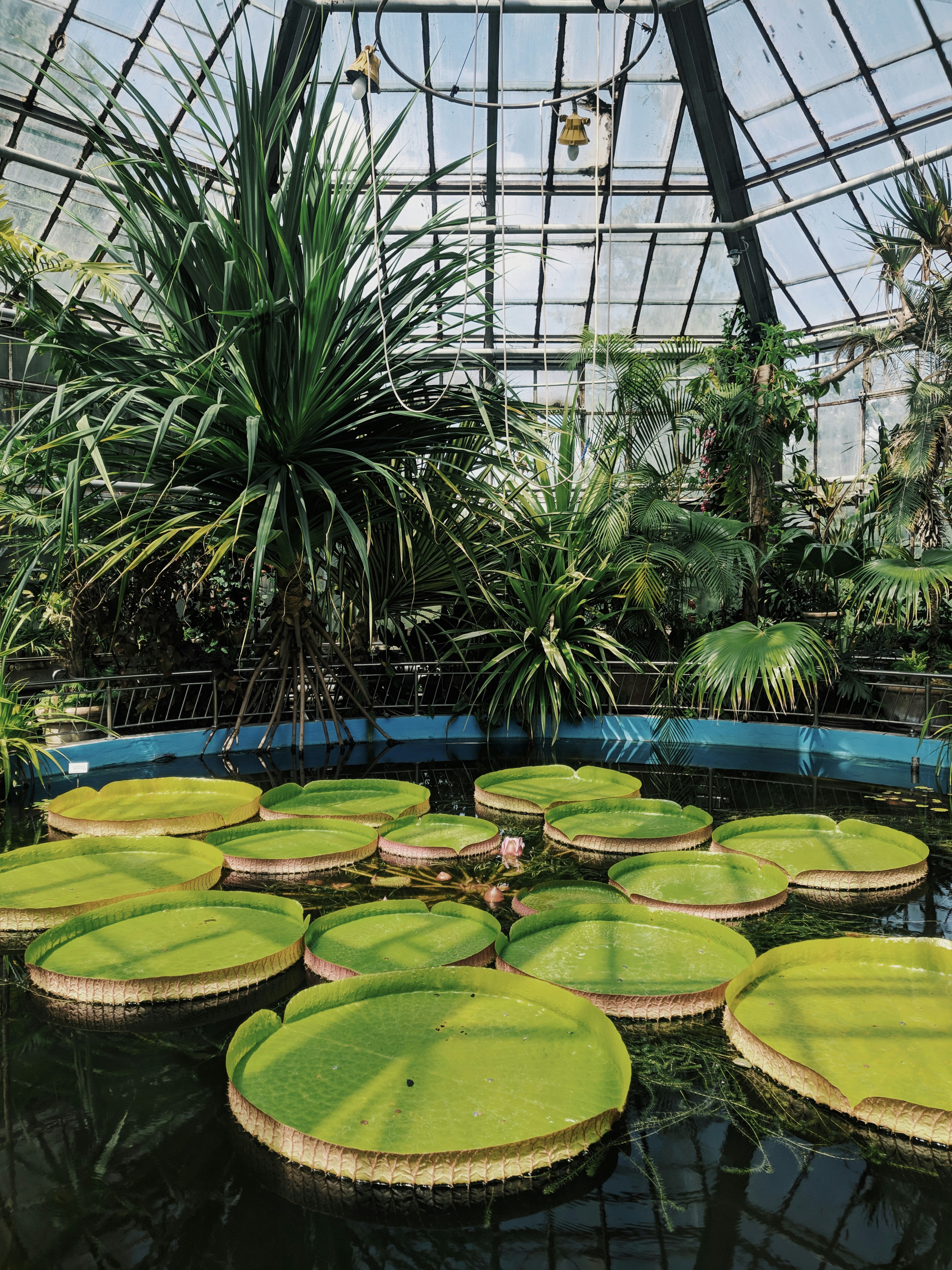 Emerald Lily Pad Mosaic Under a Glasshouse Canopy