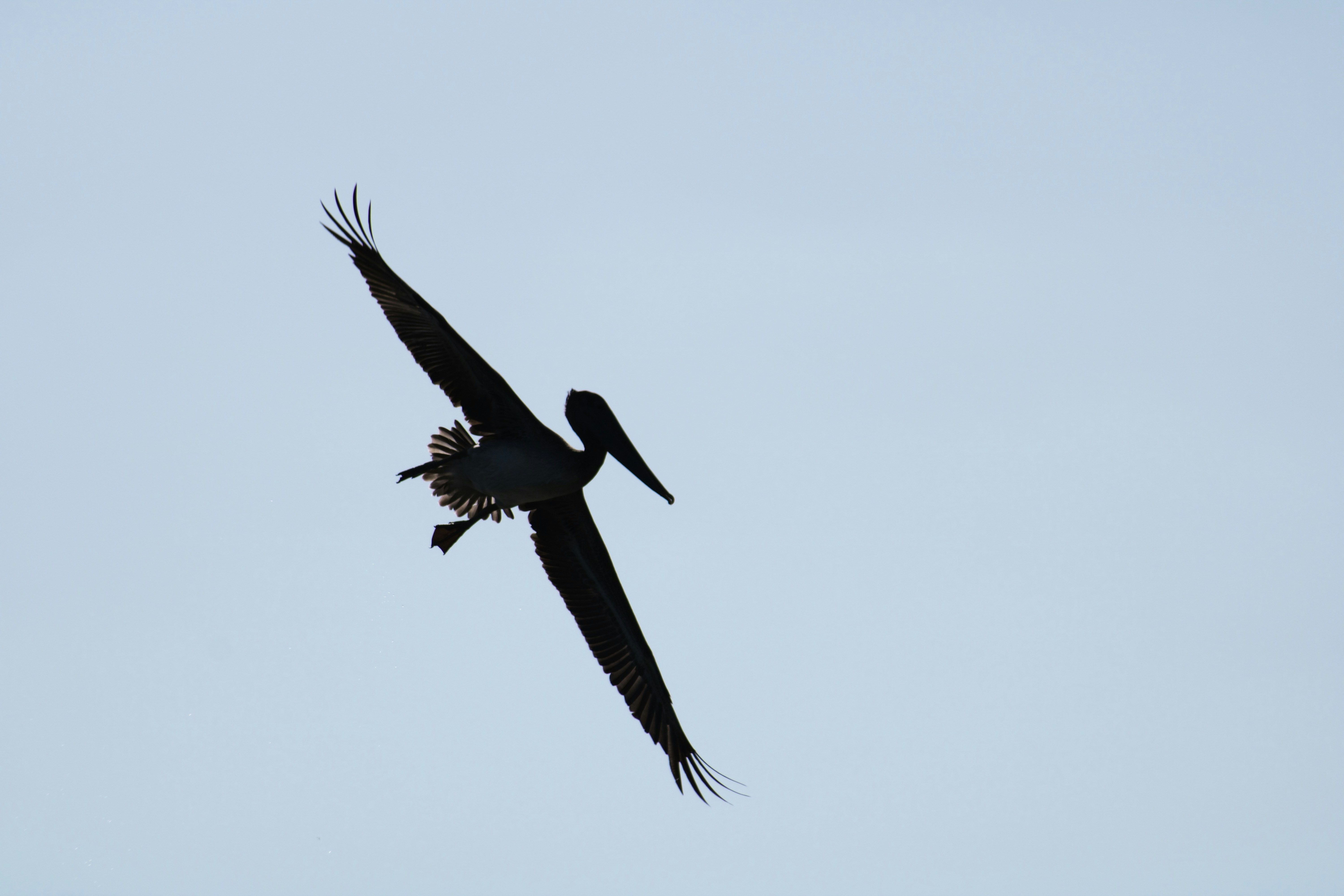 Silhouette of a pelican soaring against a pale sky, showcasing its expansive wingspan.