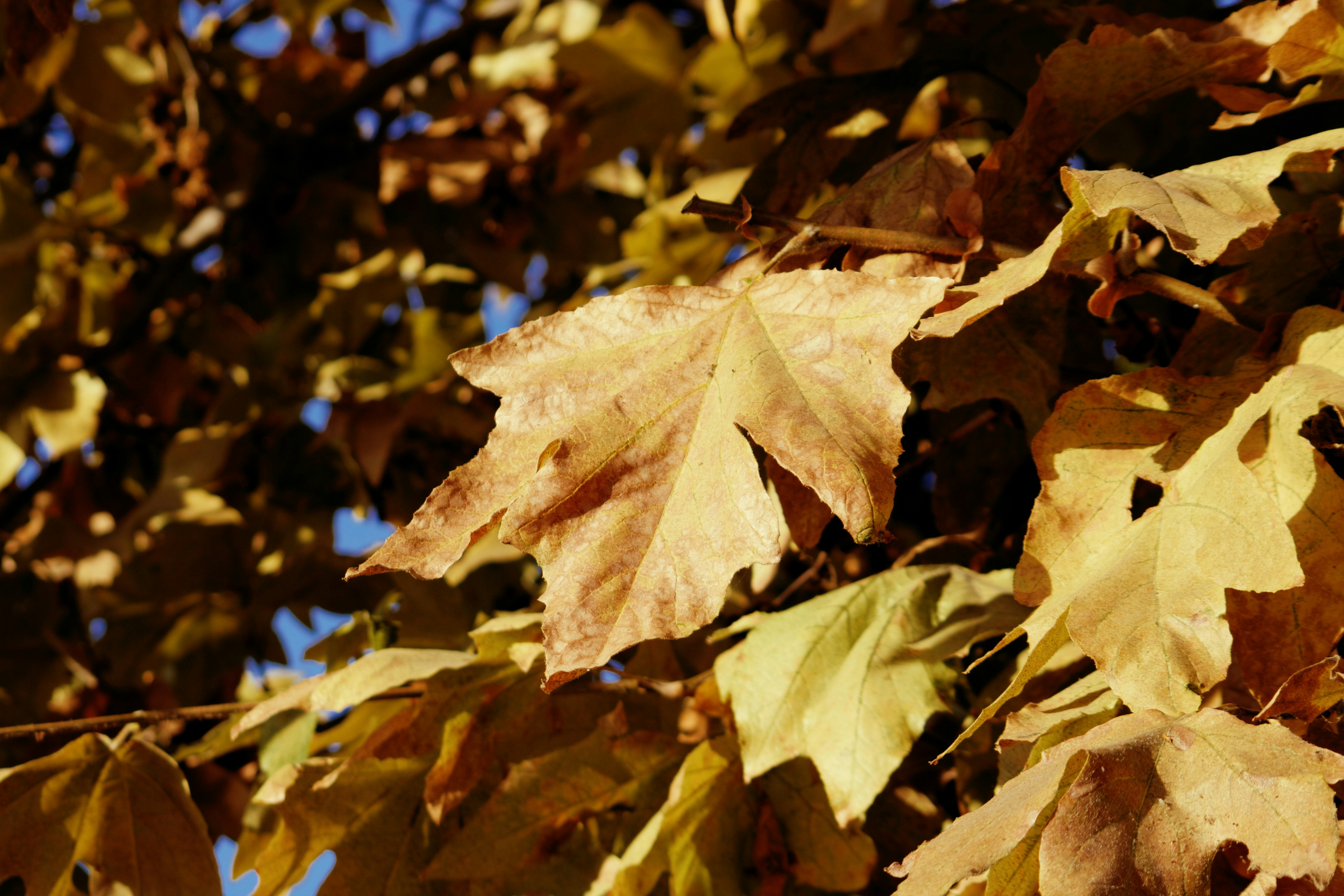 Close-up of a golden maple leaf among a backdrop of autumn foliage, highlighting the intricate textures and colors of the season.
