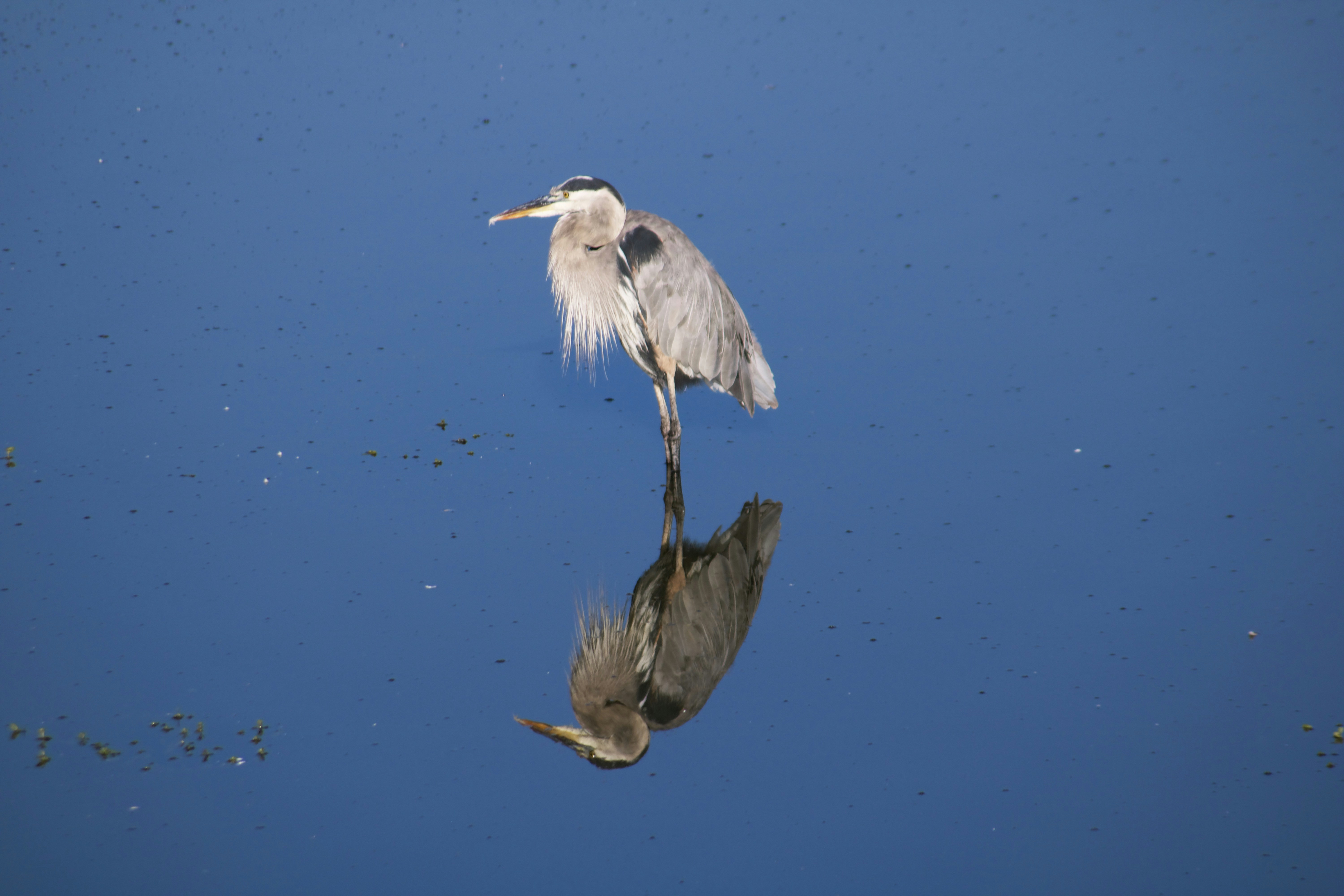 Blue Mirror: Grey Heron Pauses Above a Glassy Pond
