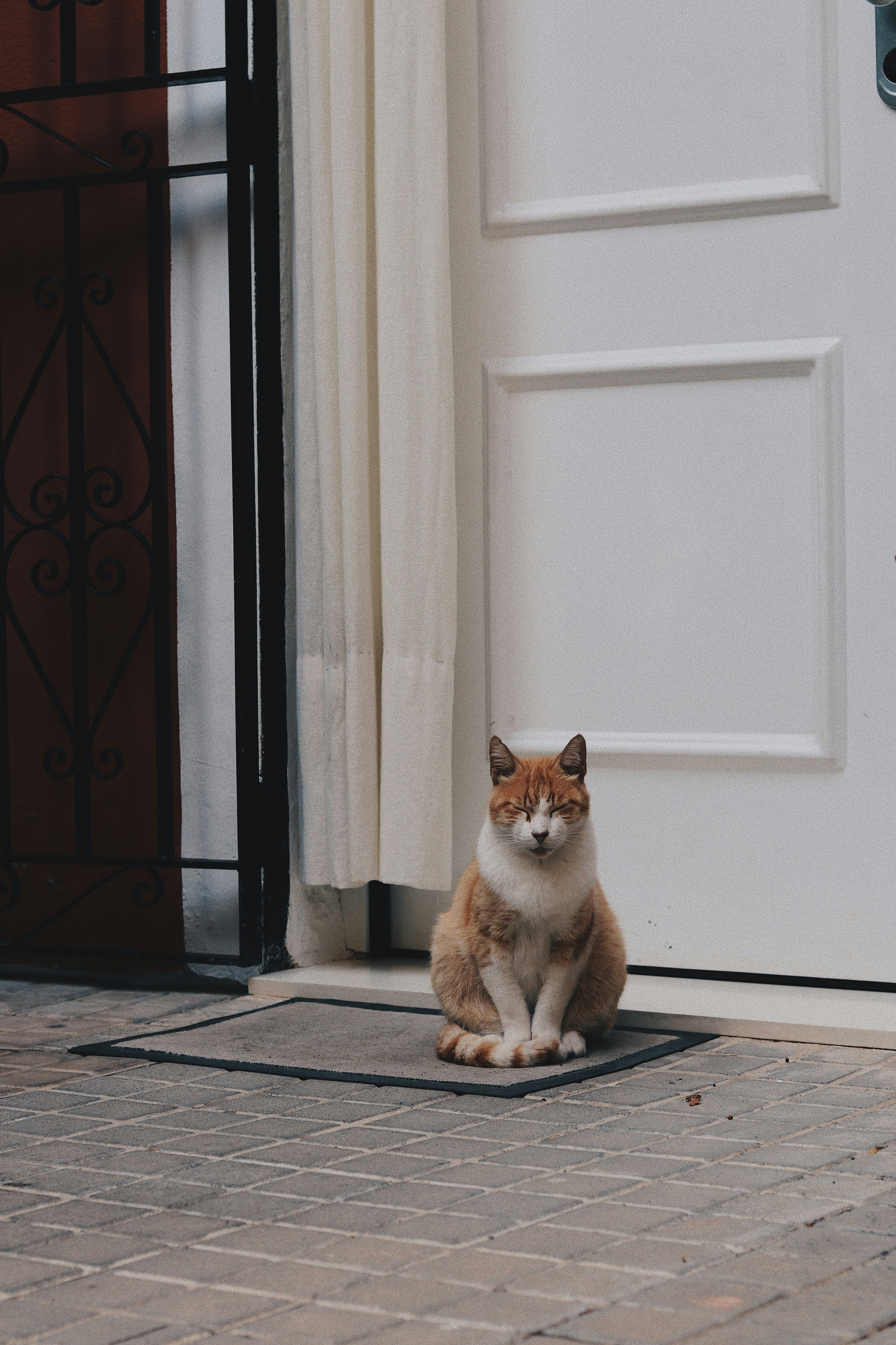A calm orange cat sitting on a mat in front of a white door, exuding a serene presence.