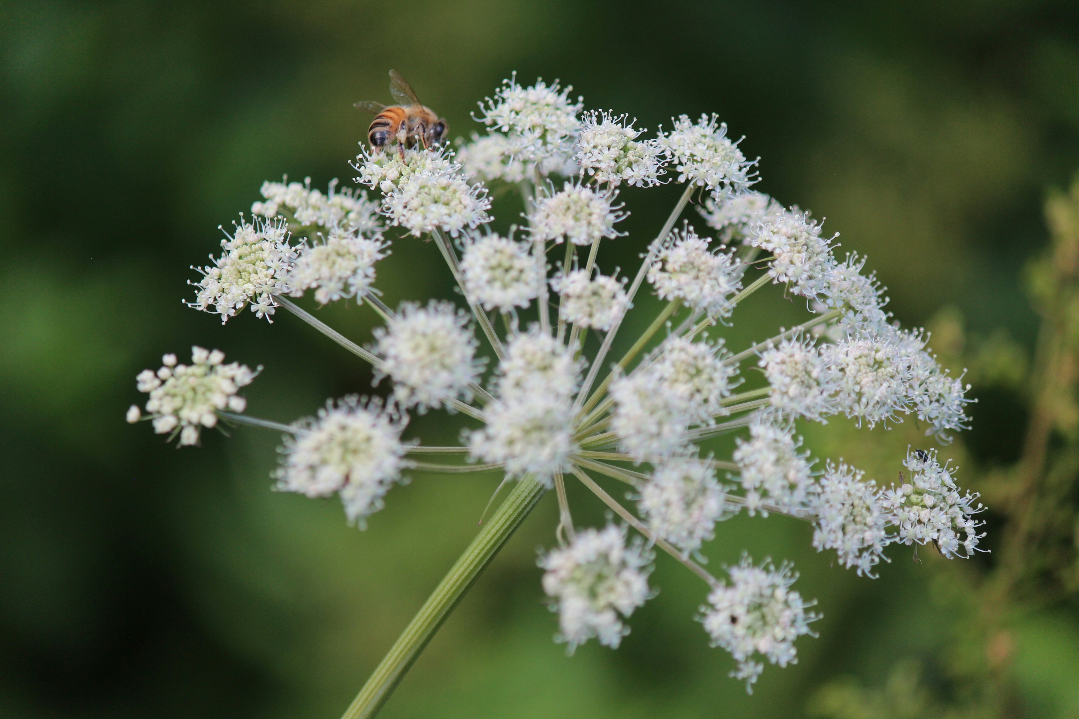 A close-up of a white flower cluster with a bee foraging among the blossoms, showcasing the intricate details of nature's design.
