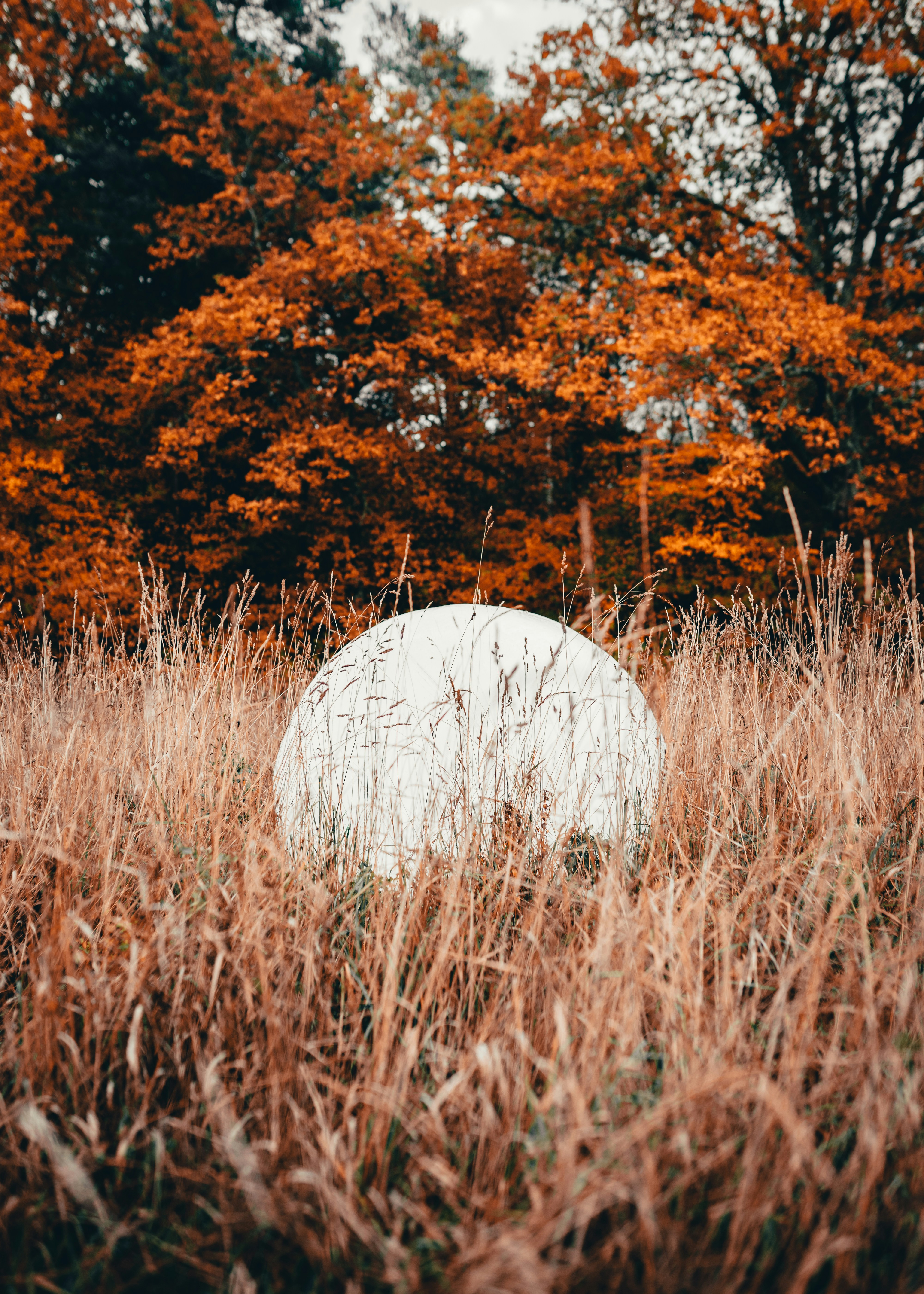 White Sphere Among Amber Grass: A Quiet Autumn Portrait