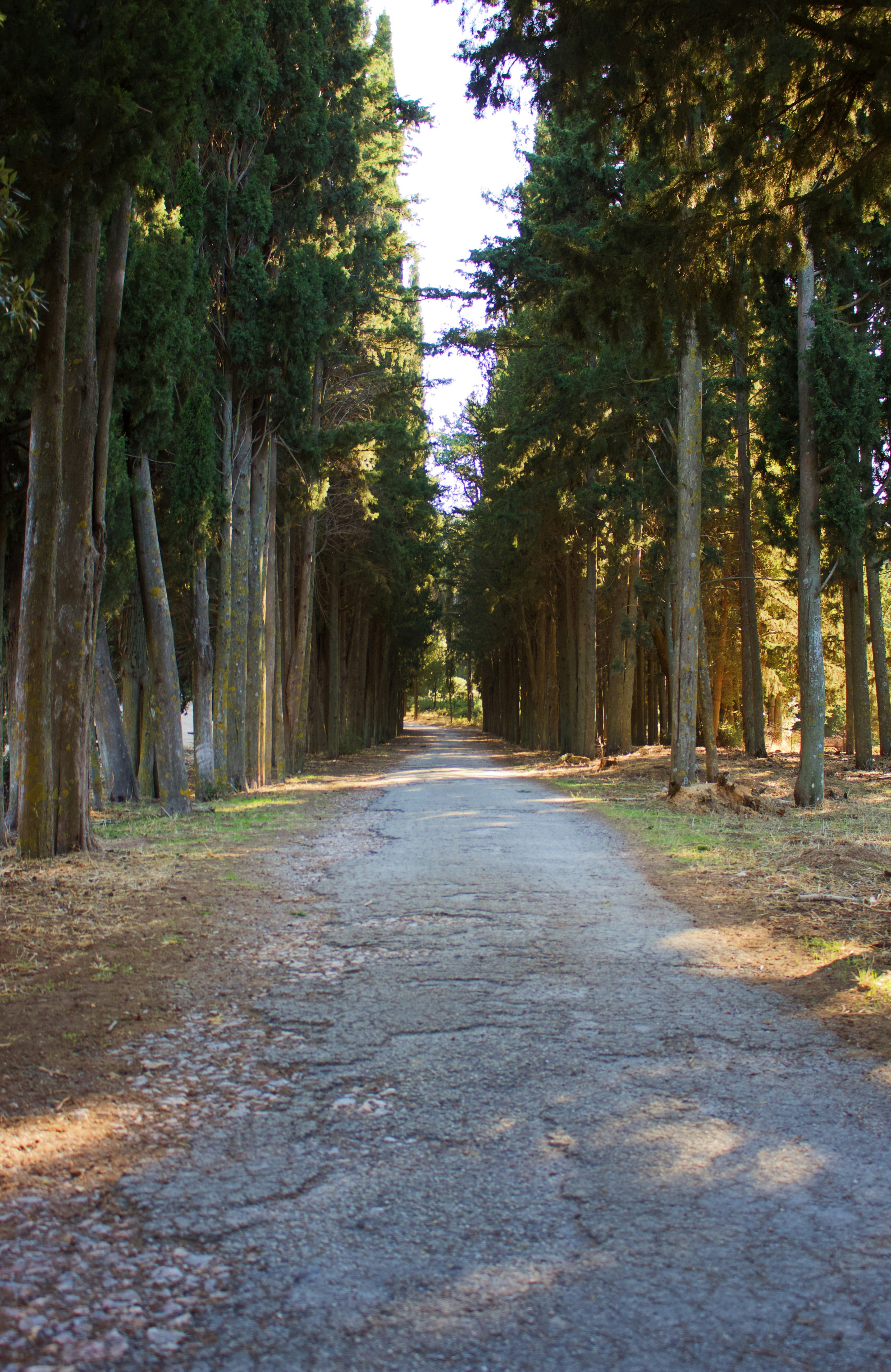 road surrounded by trees