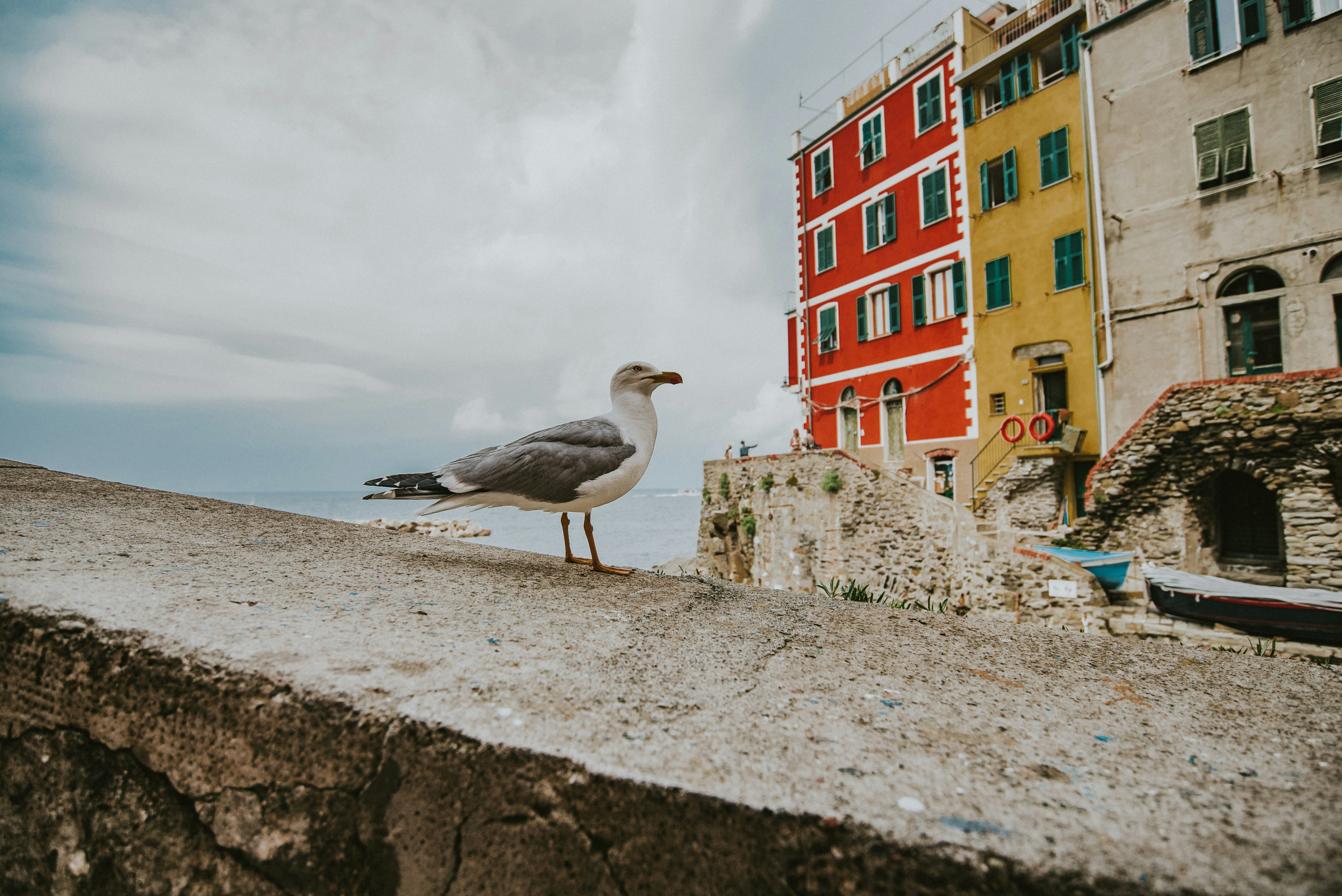 Gull on Weathered Stone with a Palette of Harborfront Facades