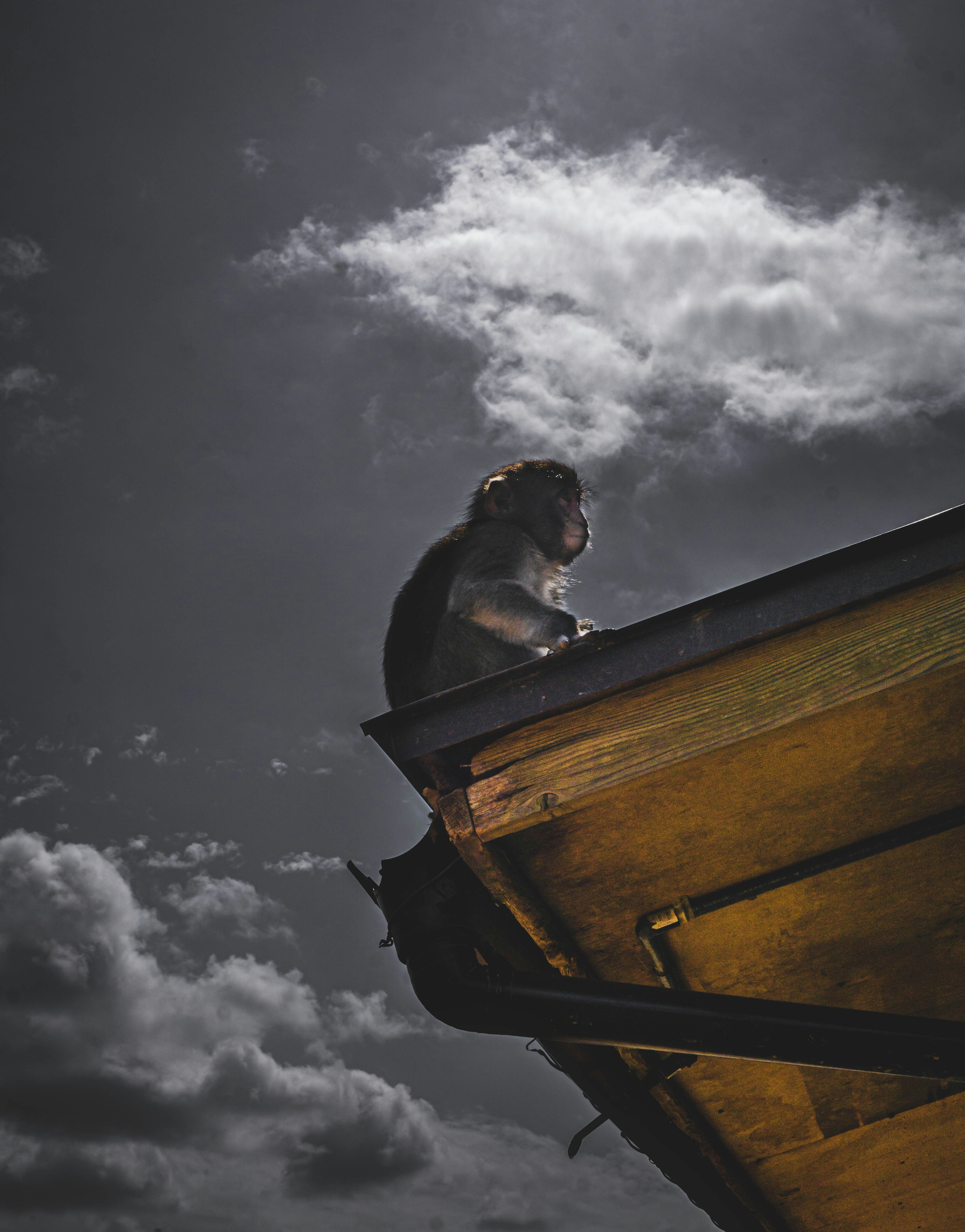 Edgewatch: Monkey Perched on a Weathered Roof Beneath a Moody Sky