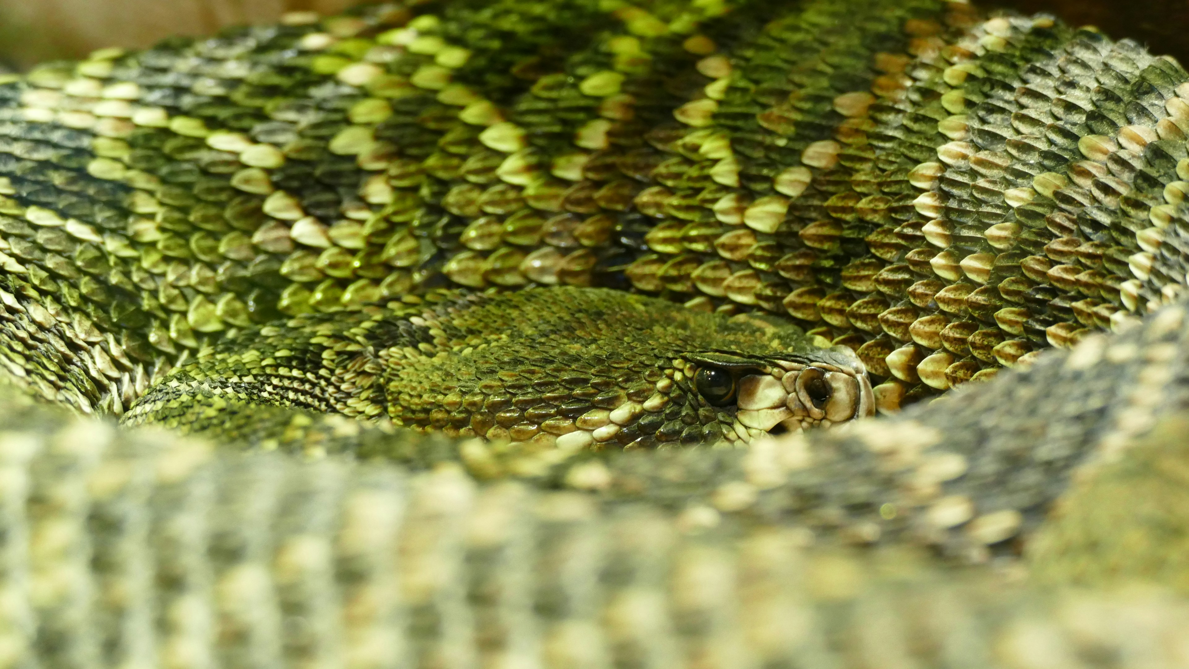 brown and black snake photograph