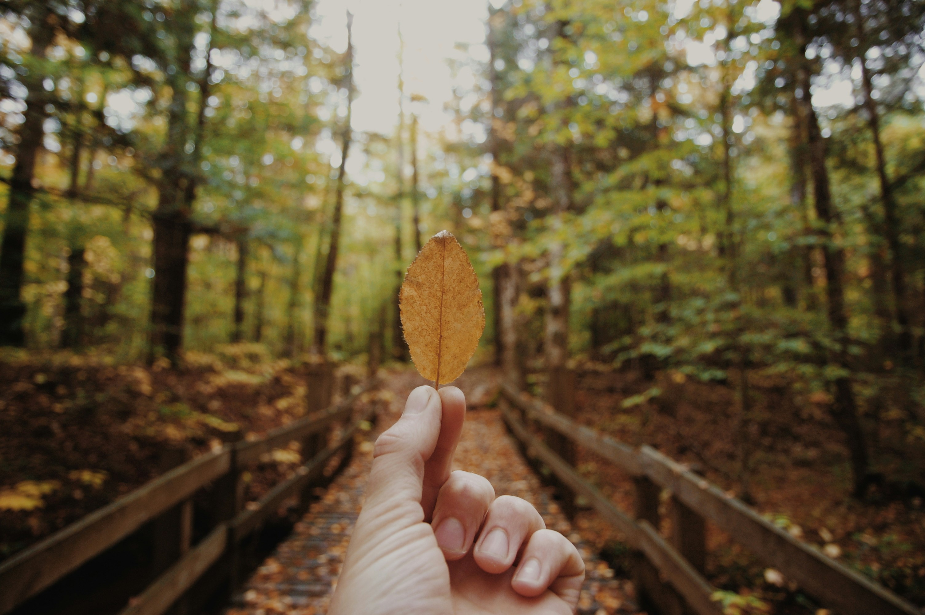 Hand holding a yellow leaf in focus against a blurred forest pathway in autumn.