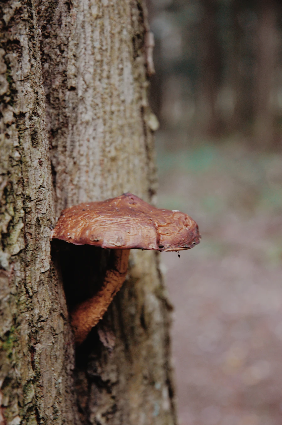 Brown shelf fungus protruding from the side of a rough tree trunk, with a soft blurred forest background.