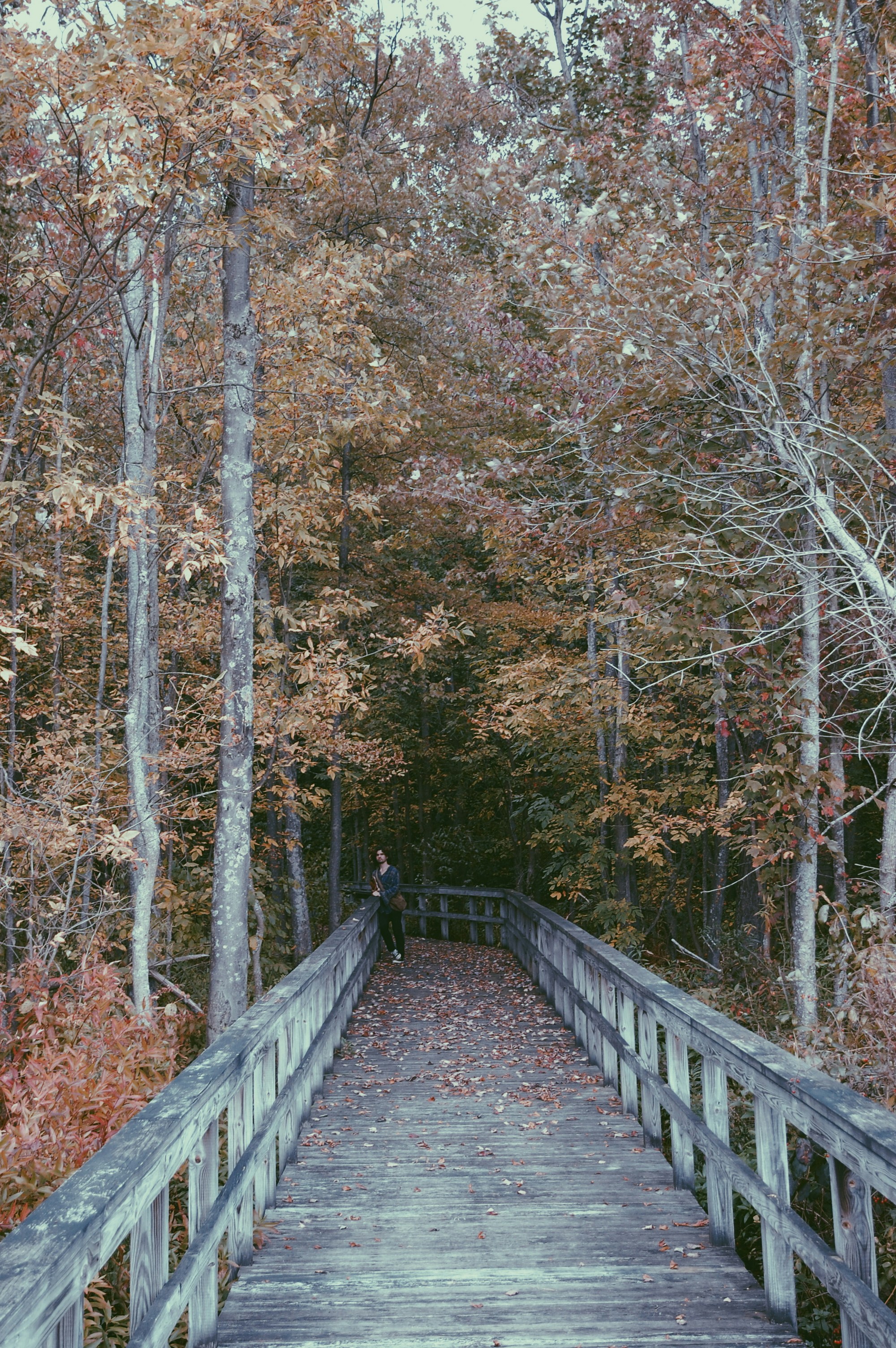 Wooden bridge leading into dense, autumn-colored forest with tall trees and fallen leaves.