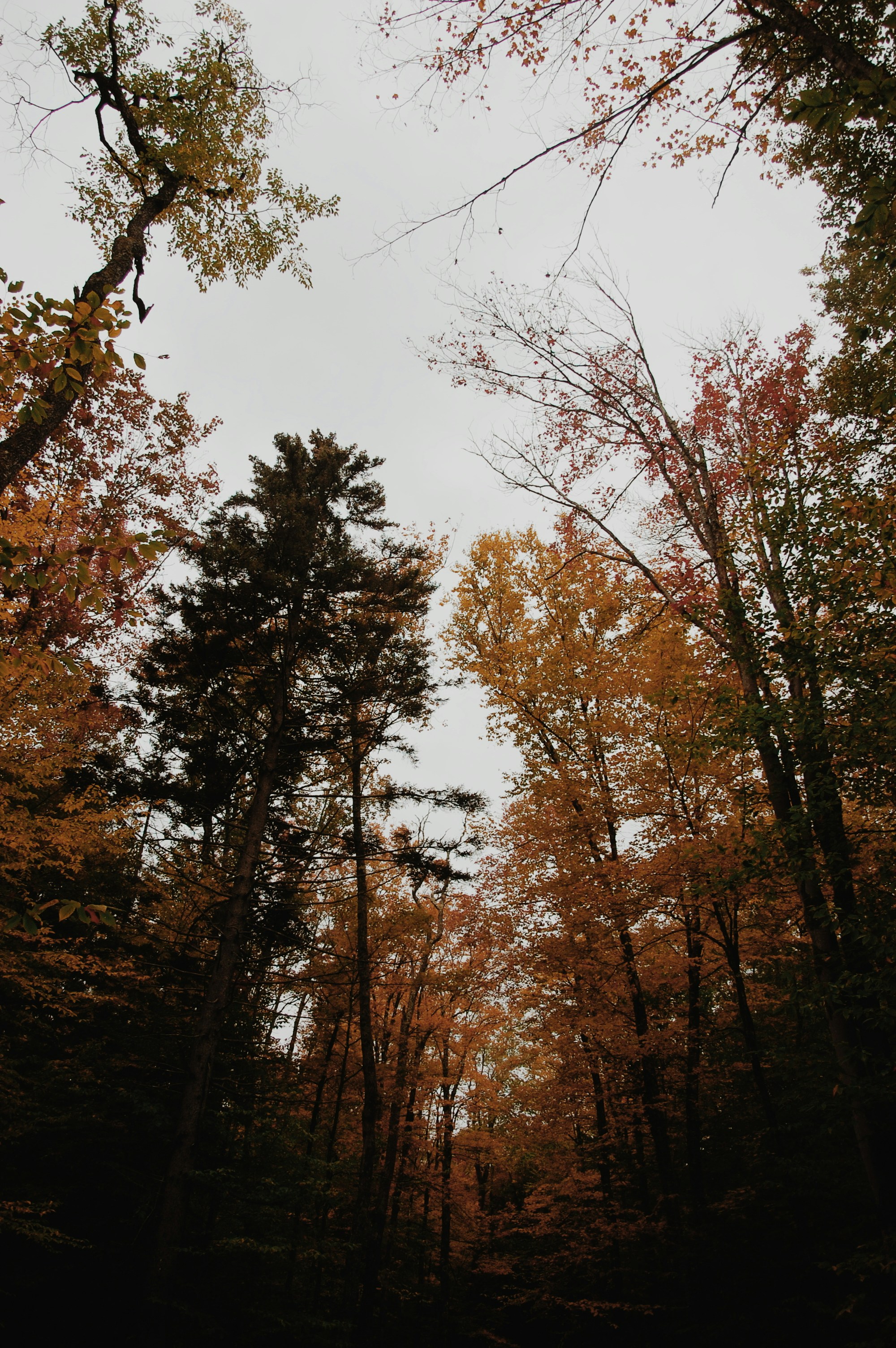 Tall trees with autumn leaves reach towards an overcast sky.
