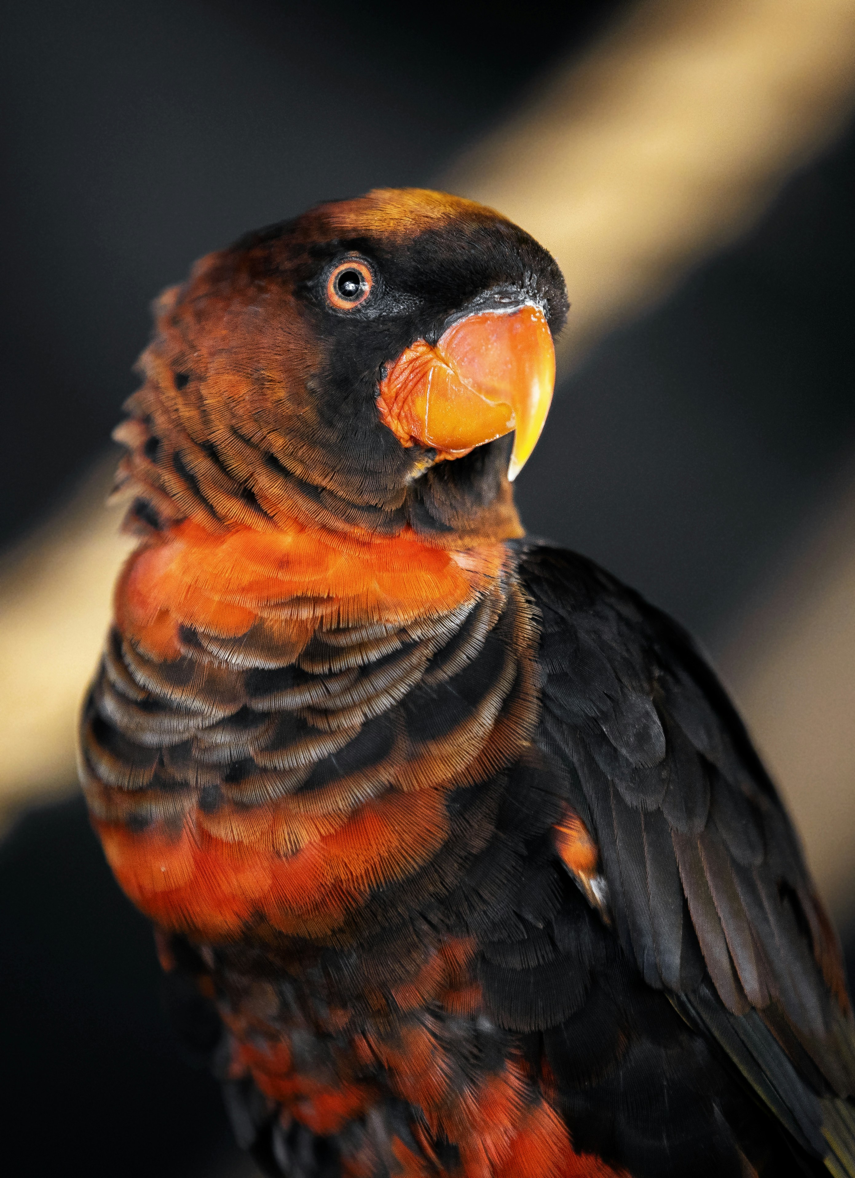 Close-up of a colorful bird showcasing intricate feather patterns and a striking beak.