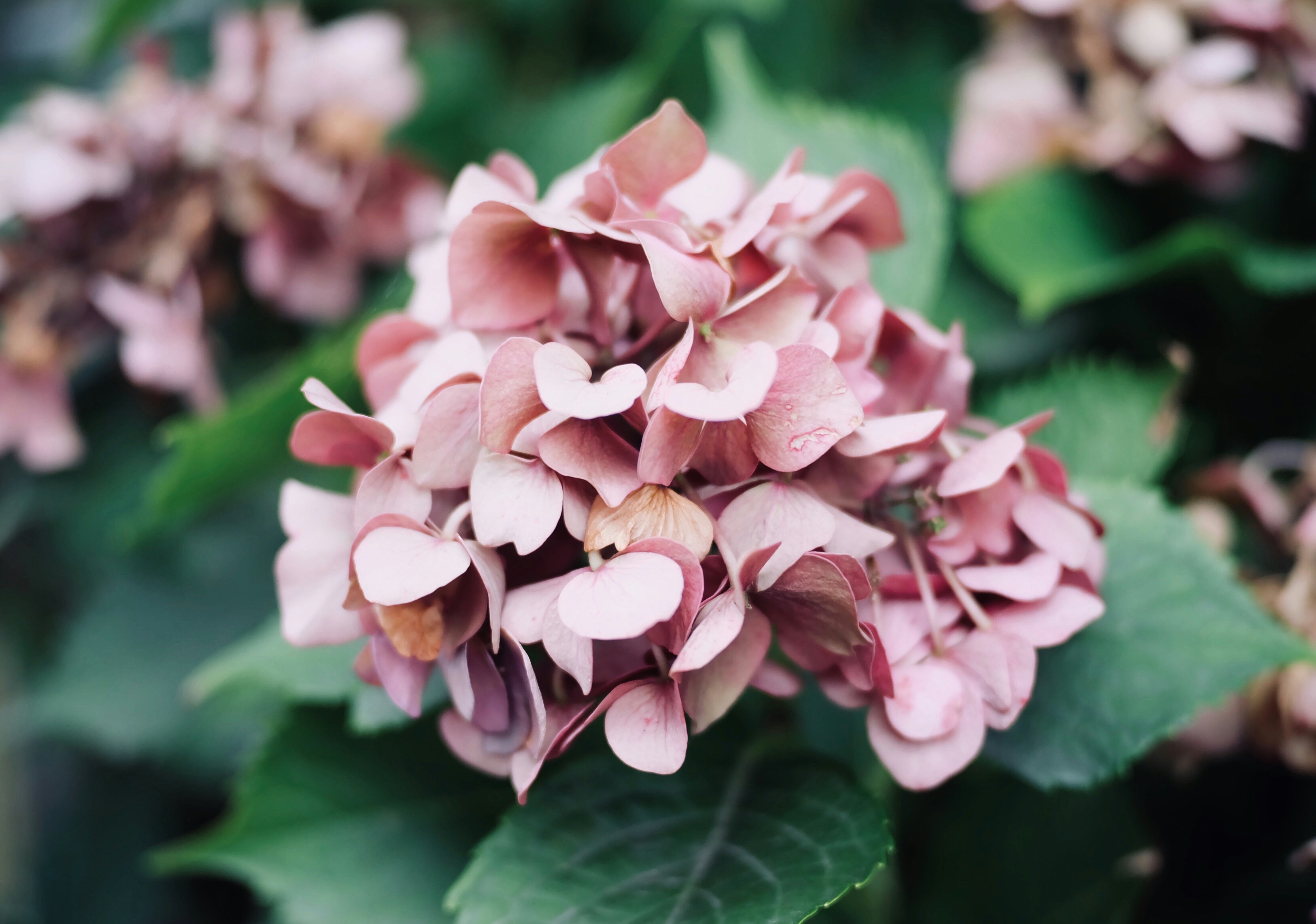 Wither Pictures | Download Free Images on Unsplash