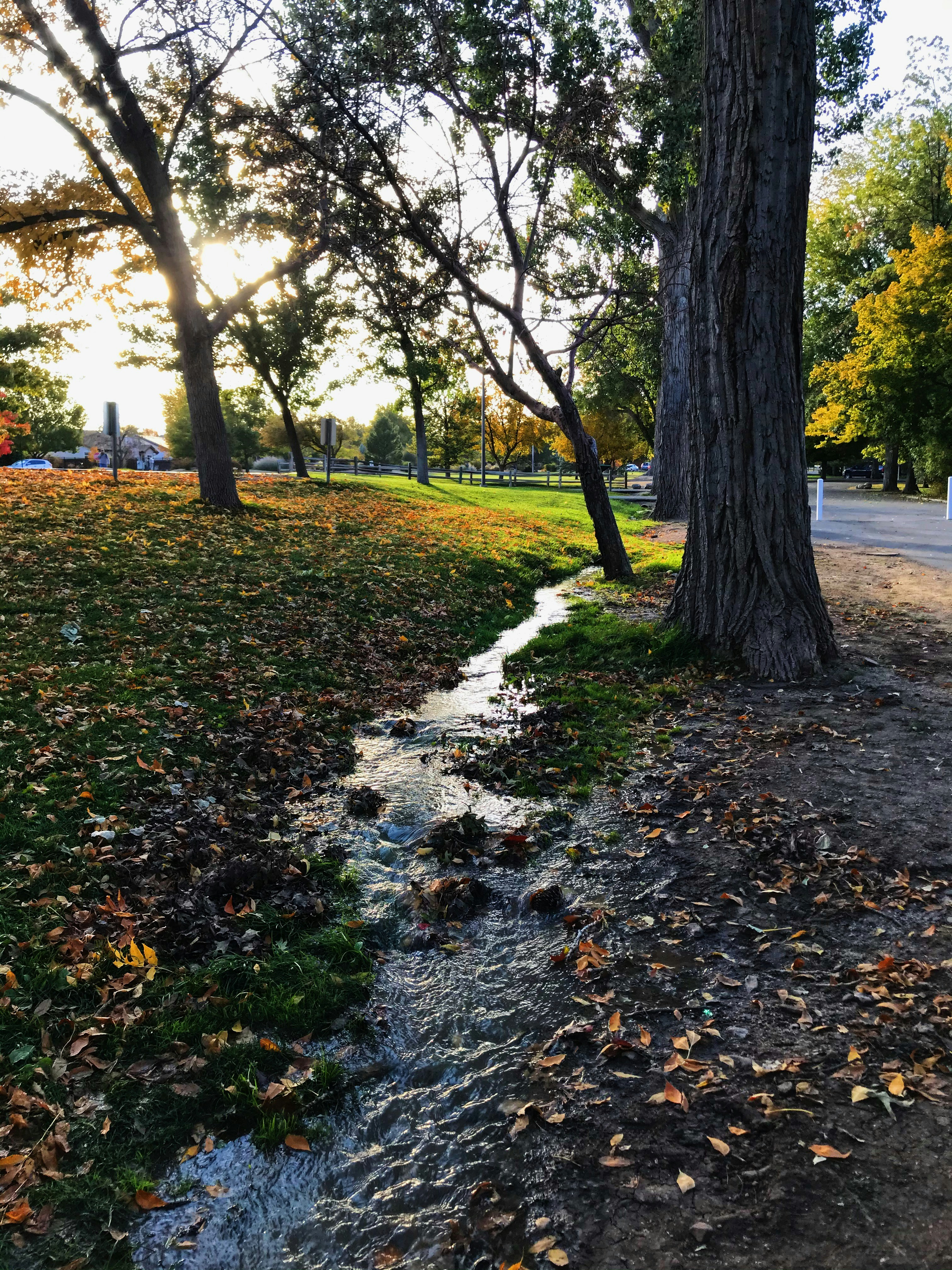 Green trees photo – Free Ground Image on Unsplash